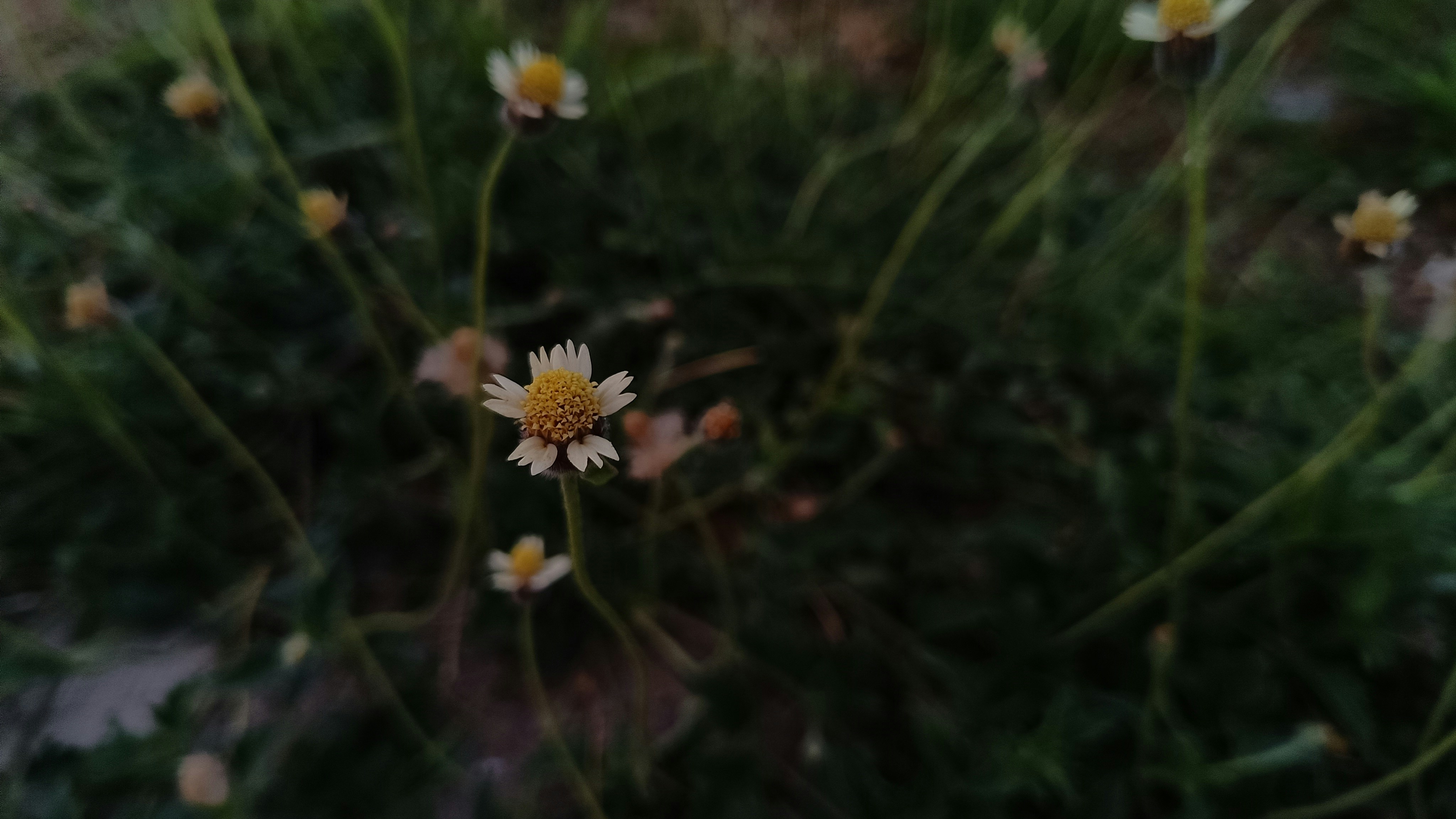 Central Daisy Crown: A Quiet Meadow Burst