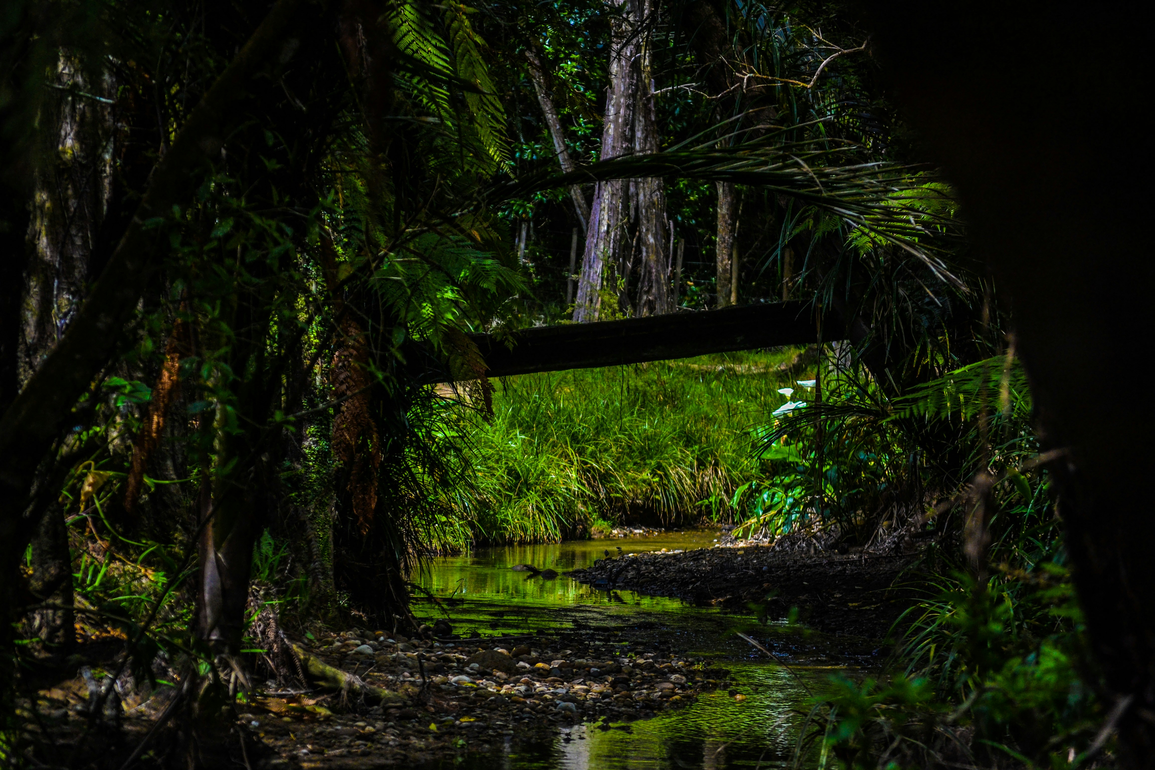 Hidden Bridge Over a Quiet Jungle Stream