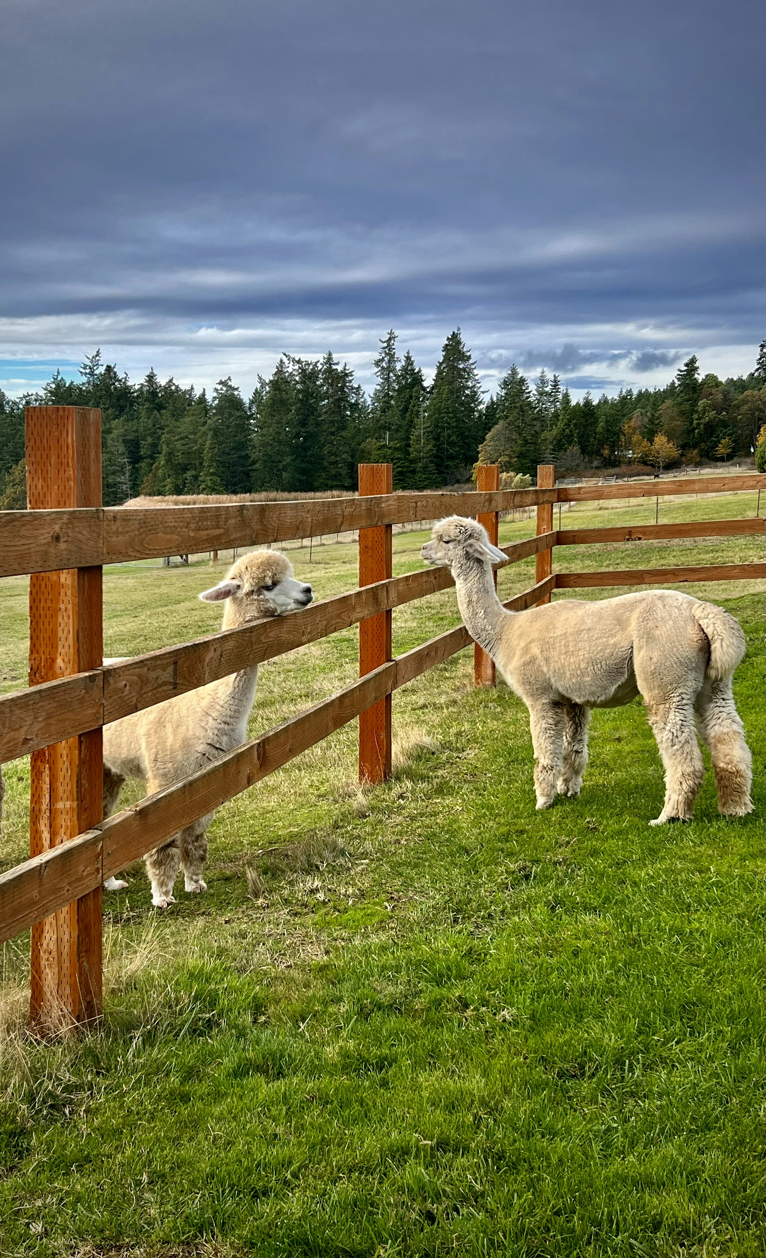 A couple of llamas standing next to a wooden fence photo – Free Animal ...
