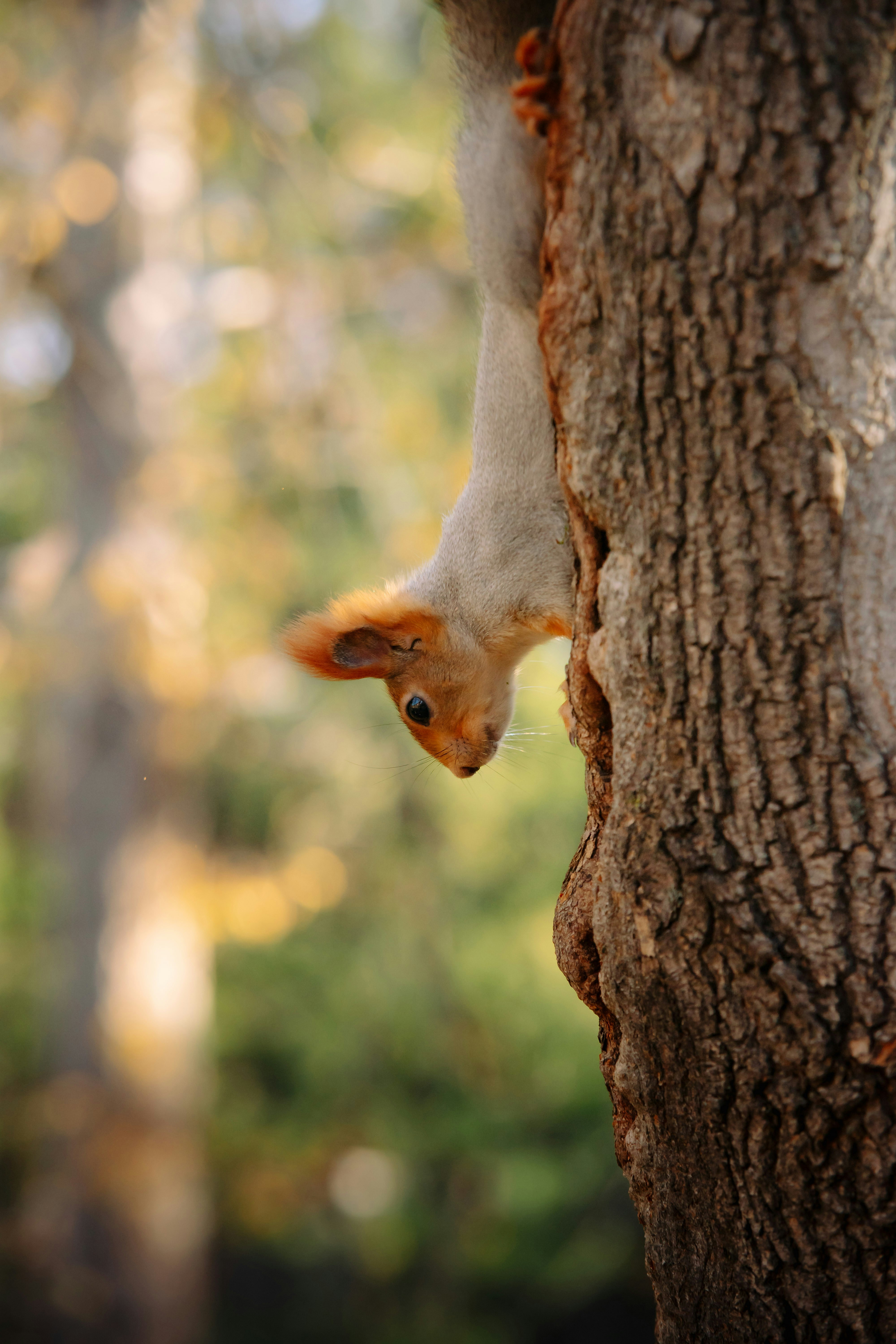 A Squirrel's Upside-Down Adventure