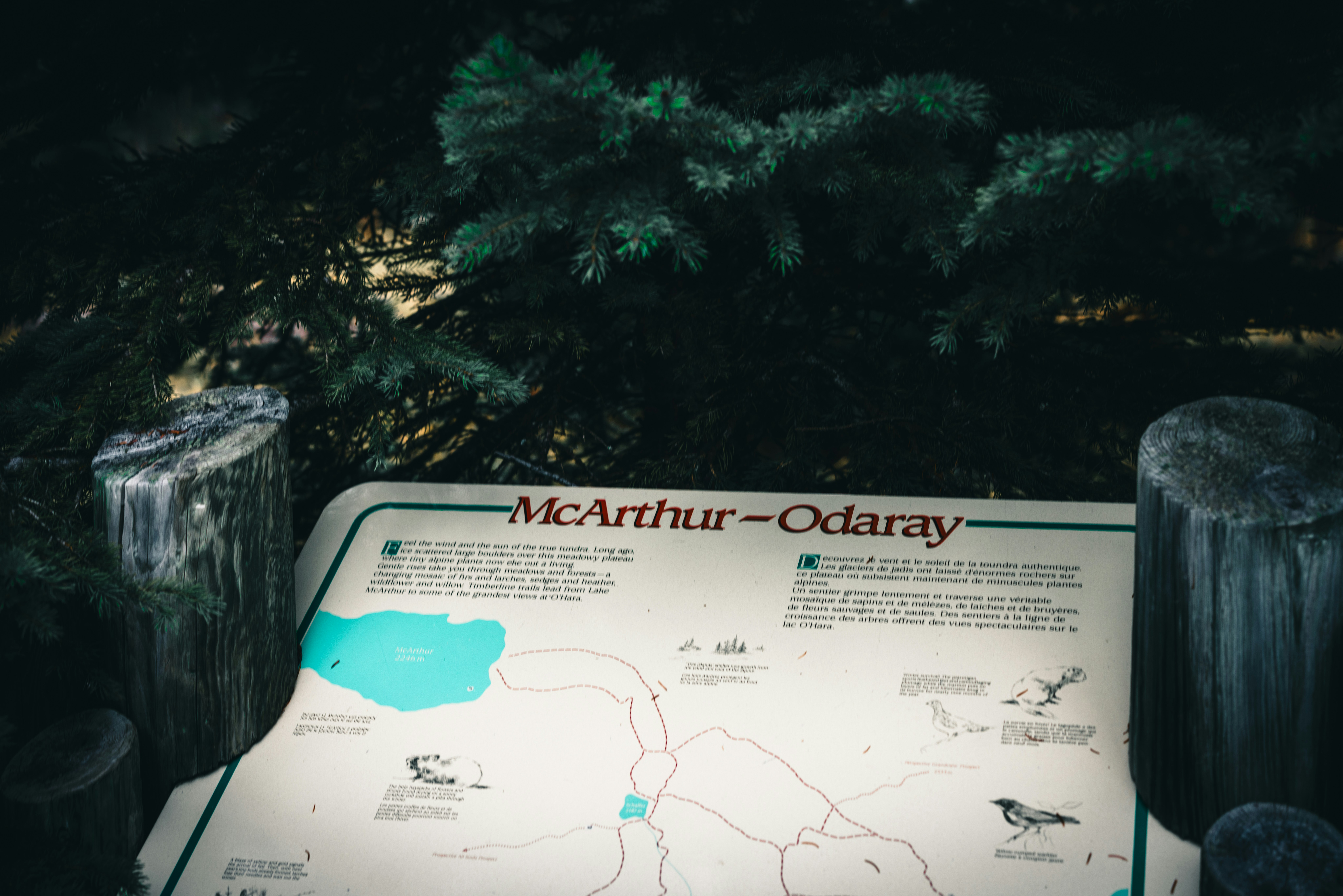 McArthur-Odaray Trail Sign Amid Shadowed Pines