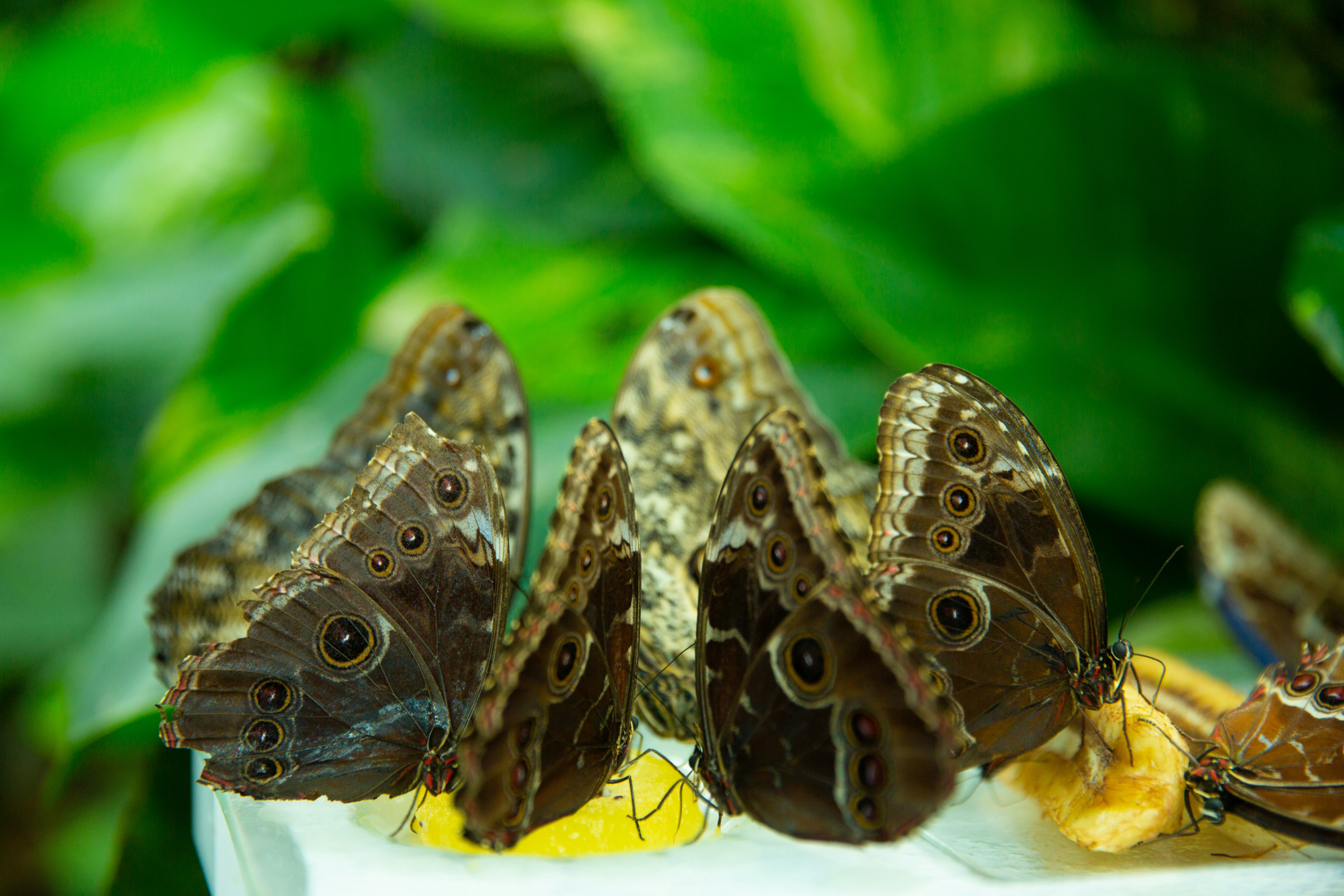 Eye-Spot Chorus on a Citrus Slice