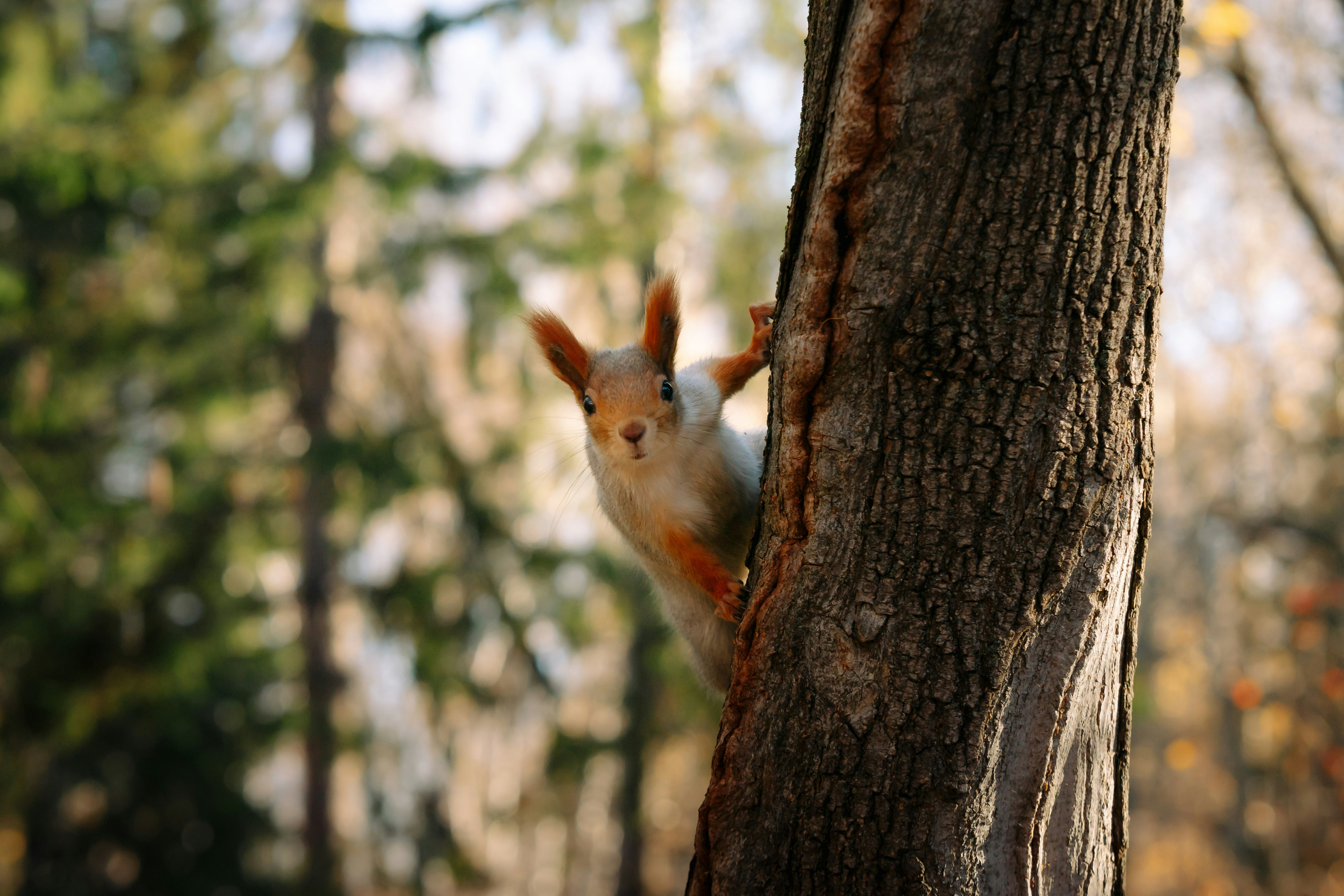 Curious Squirrel Peeks Out