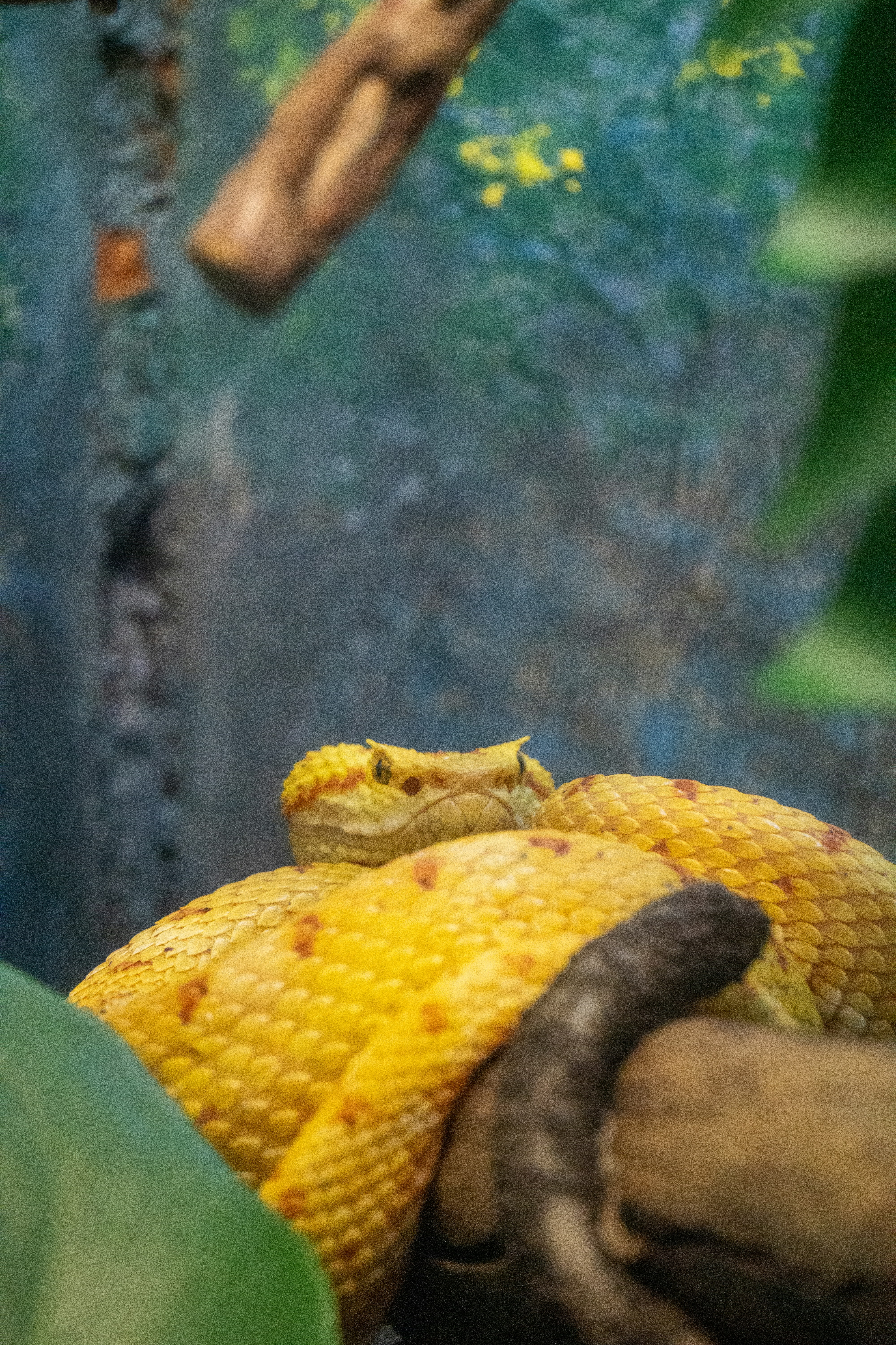 A large yellow snake sitting on top of a tree branch photo – Free ...