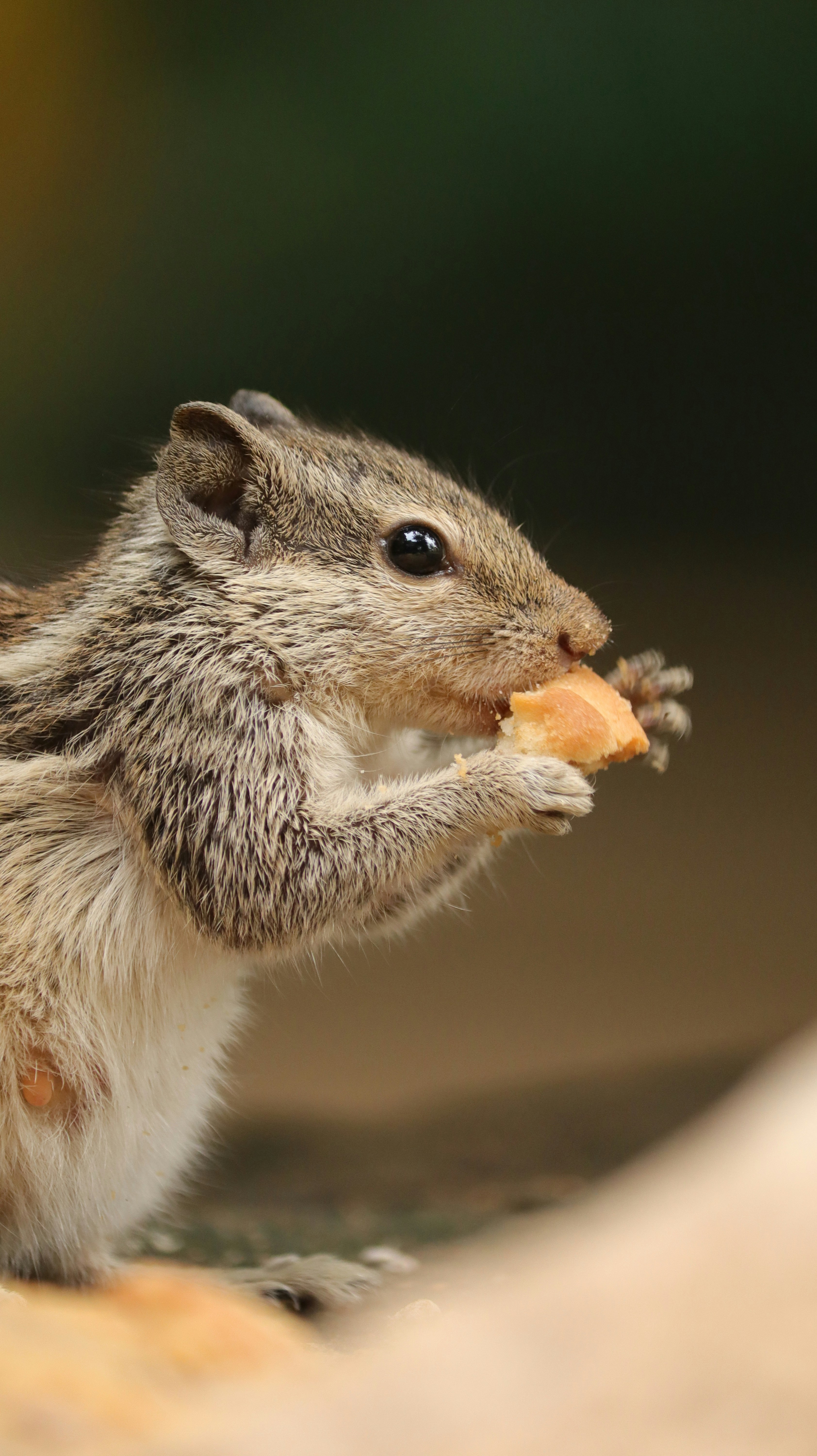 A small rodent eating a piece of bread photo – Free Animal Image on ...