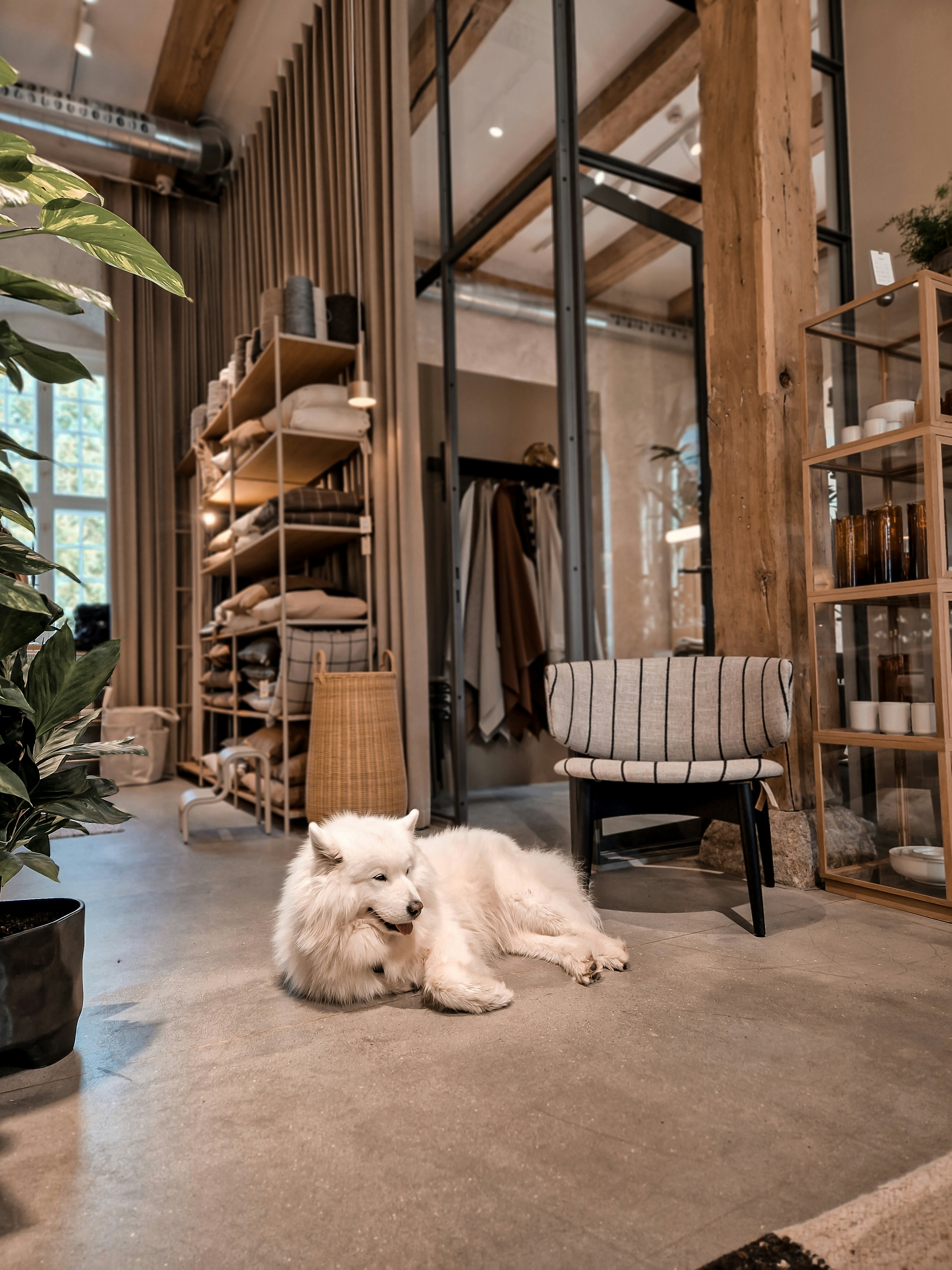 Photograph of a fluffy white dog lounging on a concrete floor inside a chic showroom with wooden beams, textile shelves, and a striped chair nearby.