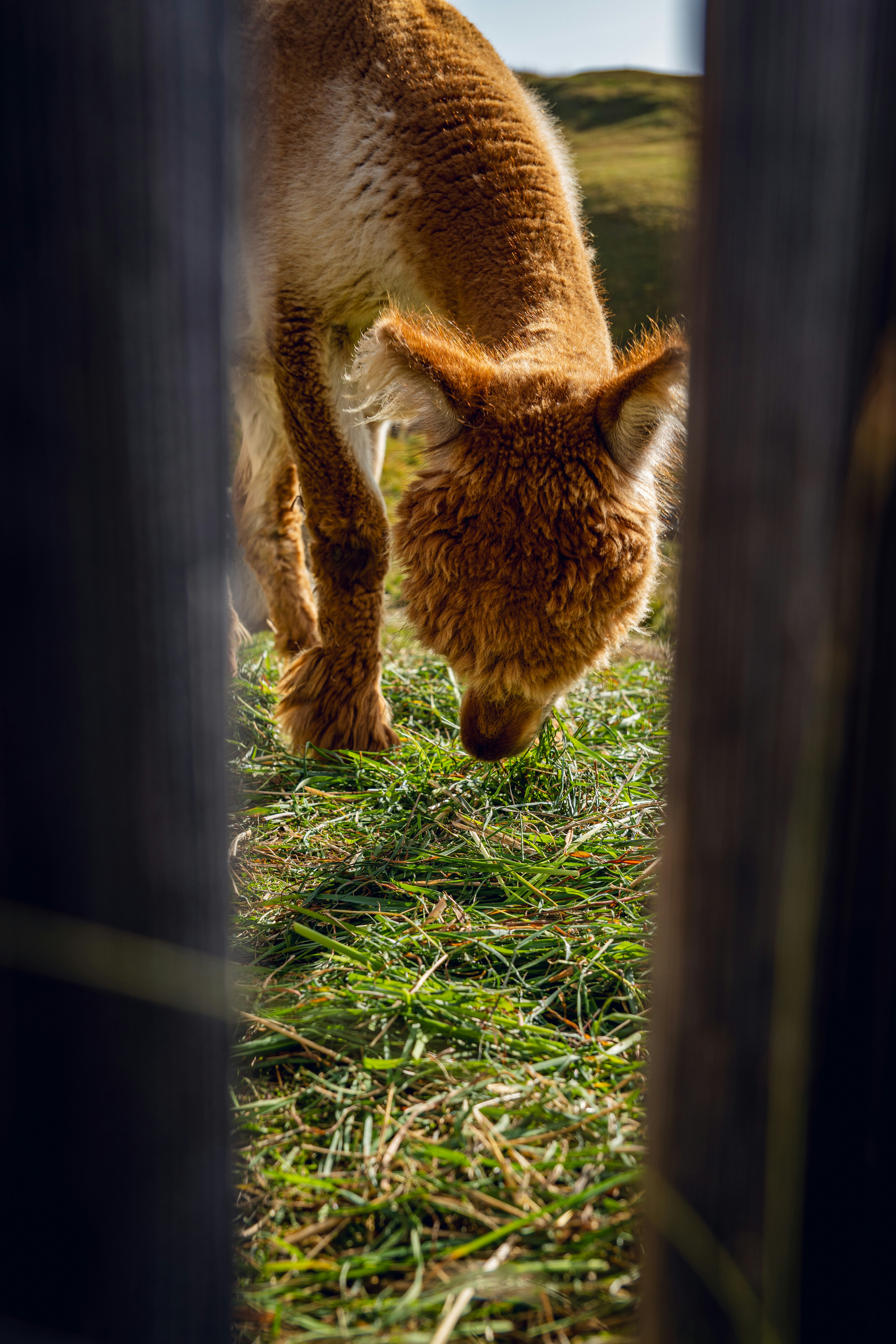 Scent Through the Slats: A Red Fox Forages at Ground Level