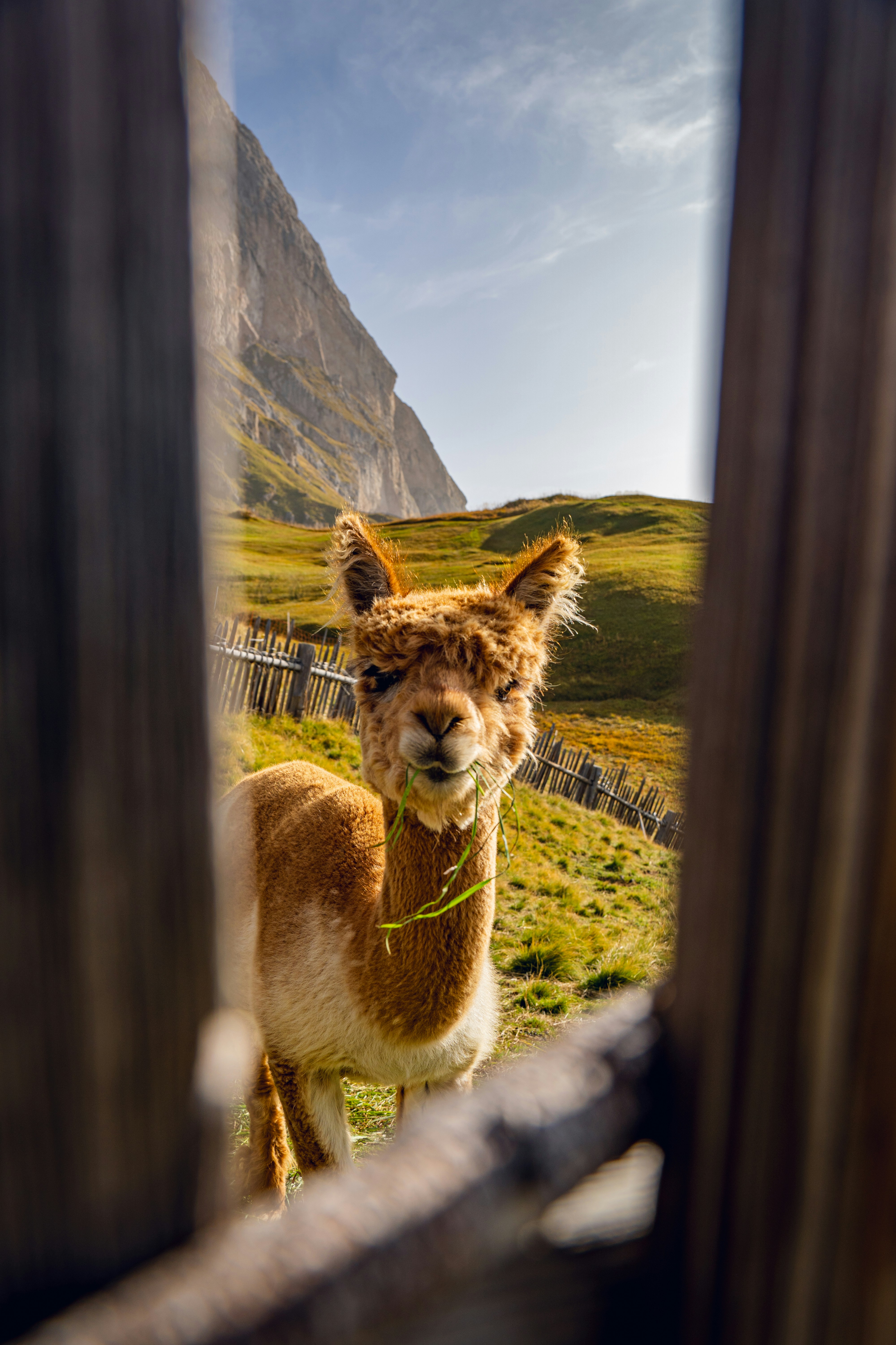 Curious Alpaca at the Fence