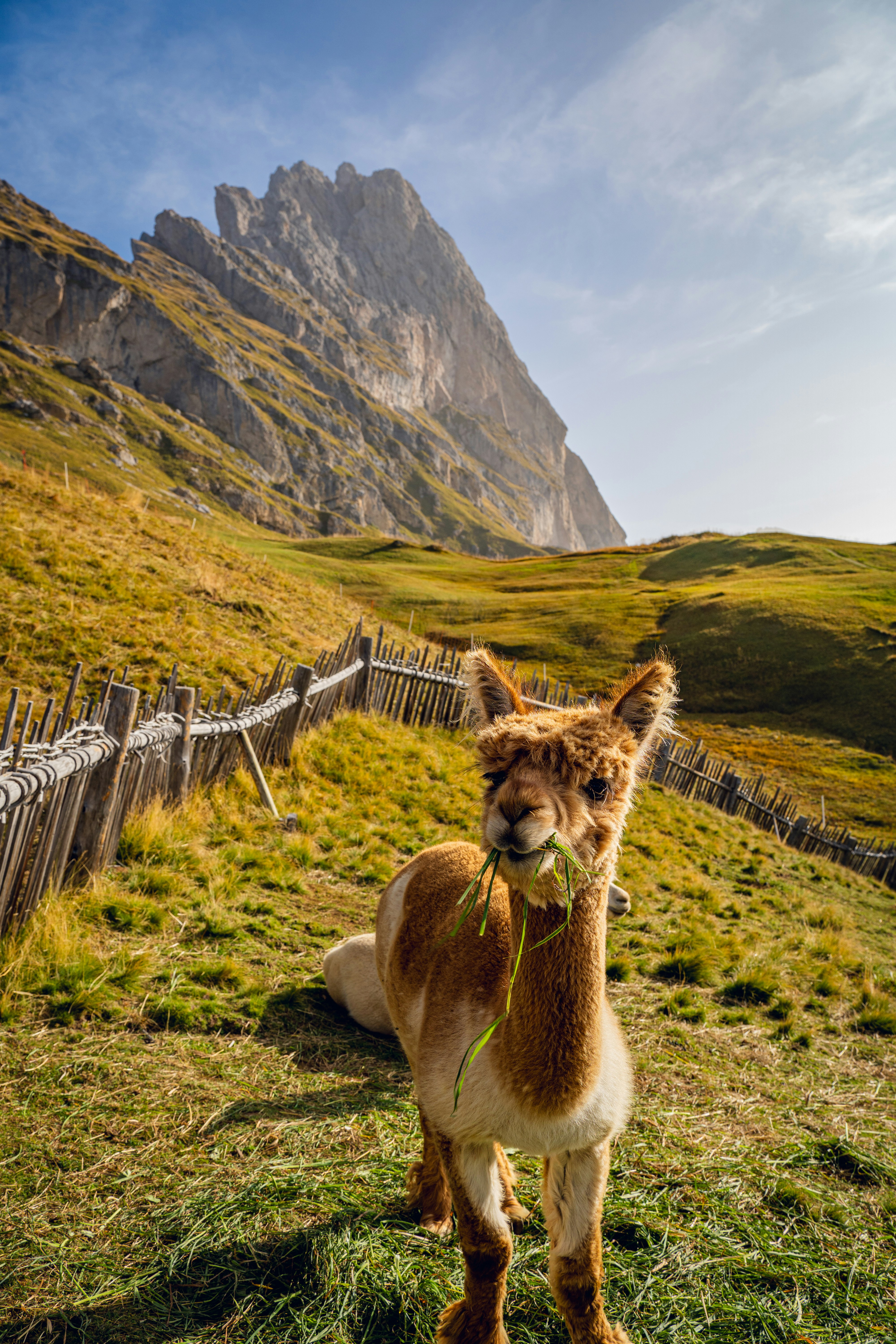 Llama Seeker Beneath Alpine Peaks
