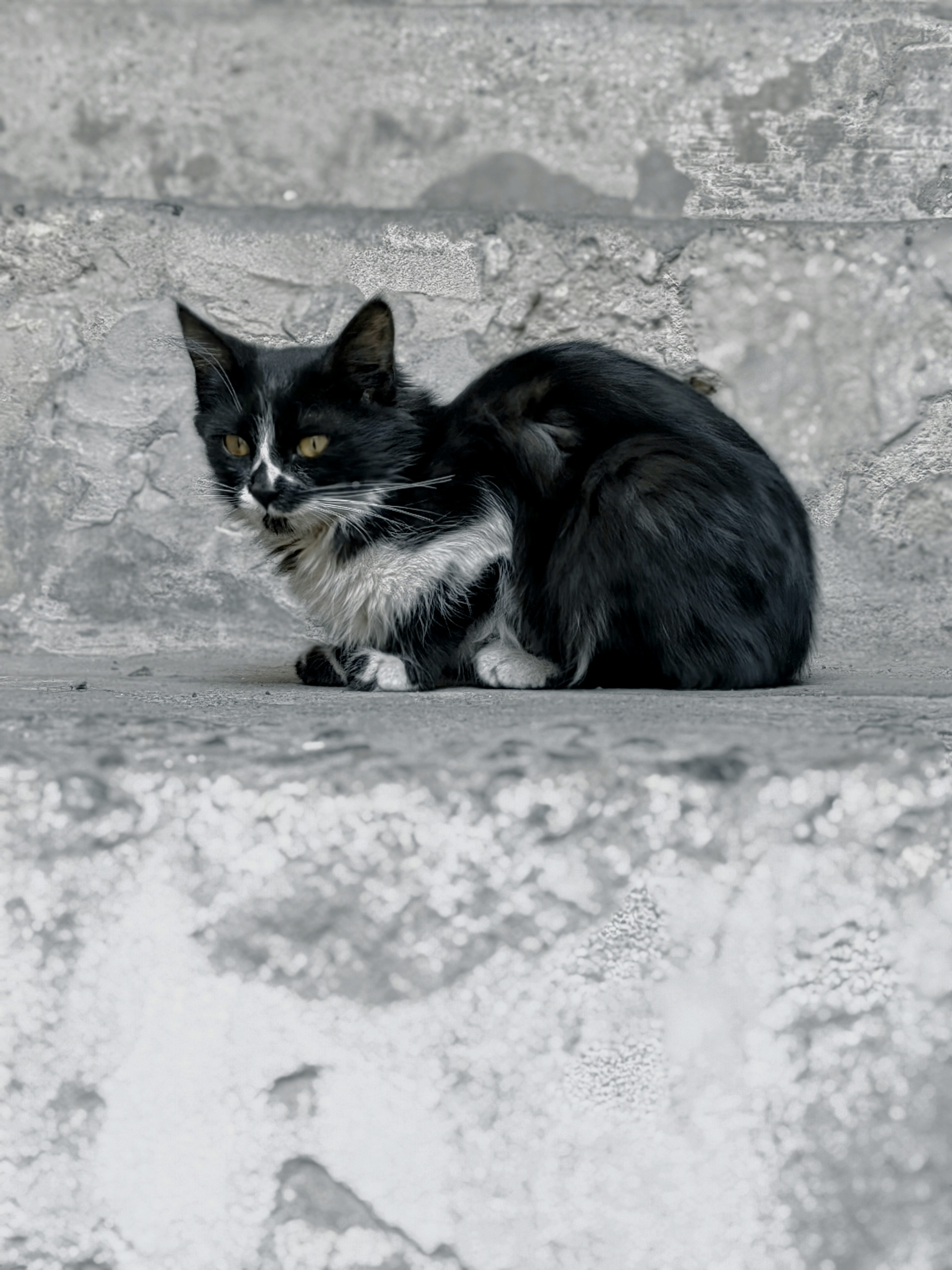 a black and white cat sitting on the steps