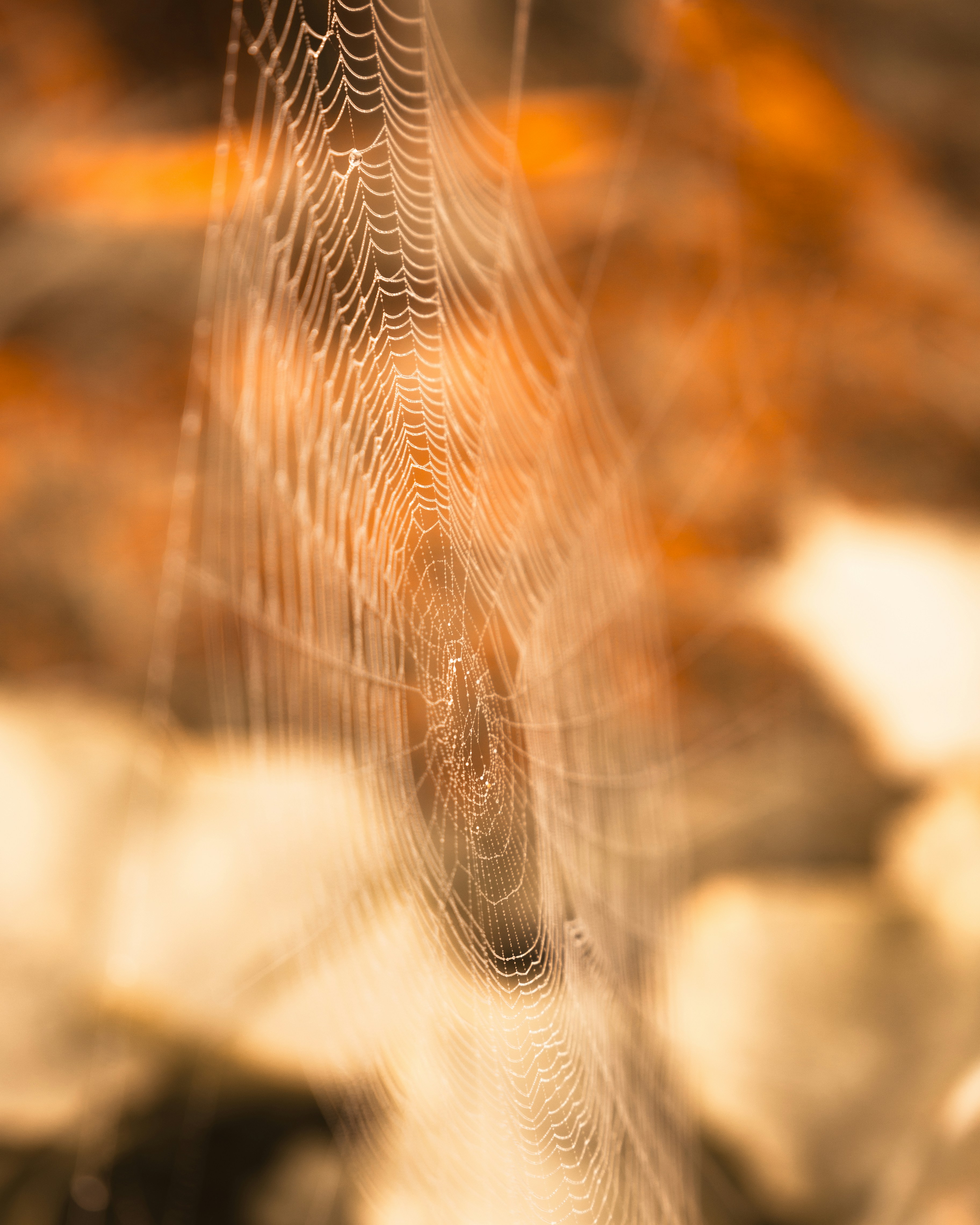Amber Web in Dusk Light