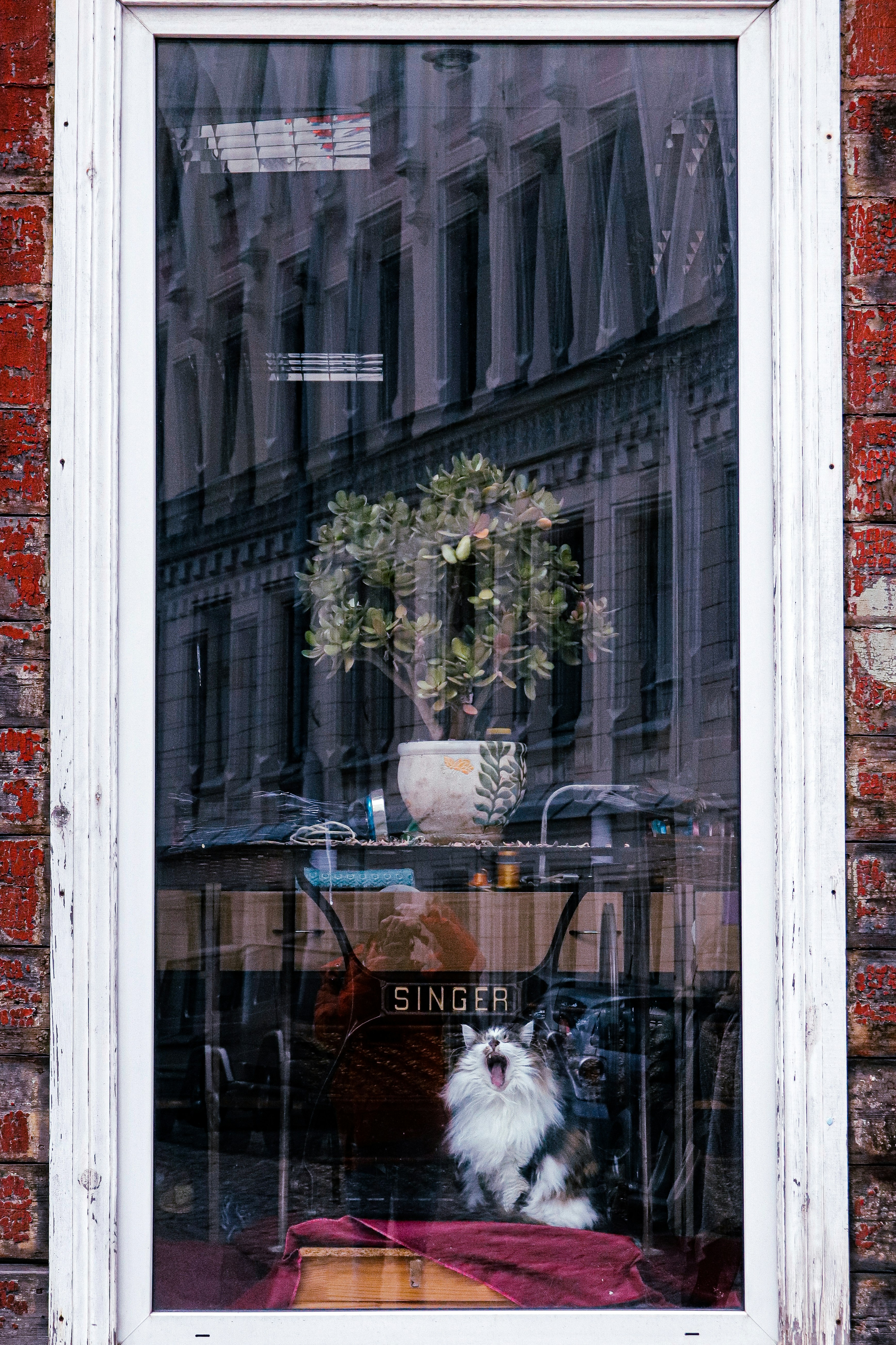 Photo by Julio Menéndez with Canon EOS 200D