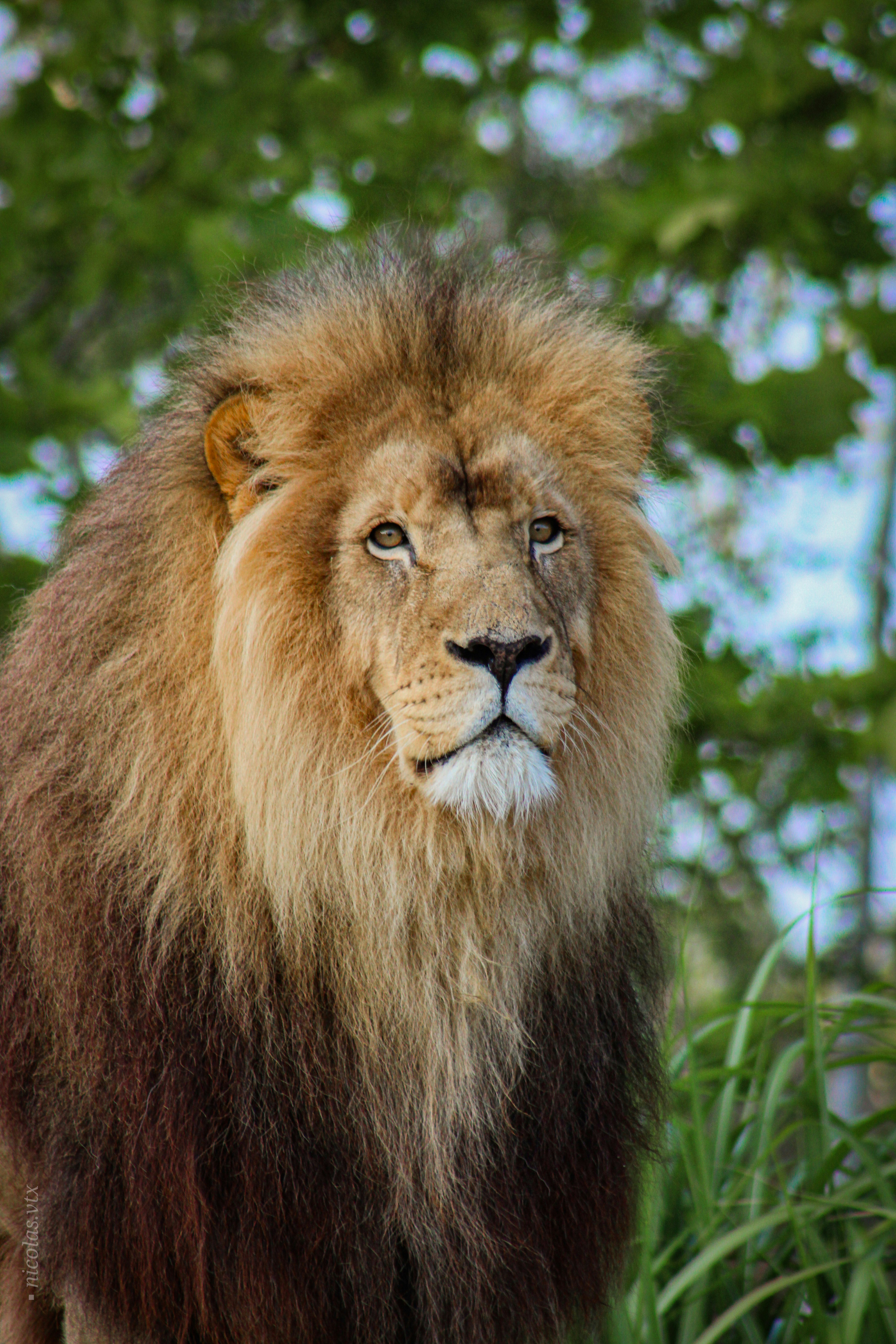 Lion Gros Plan Photos | Télécharger des images gratuites sur Unsplash