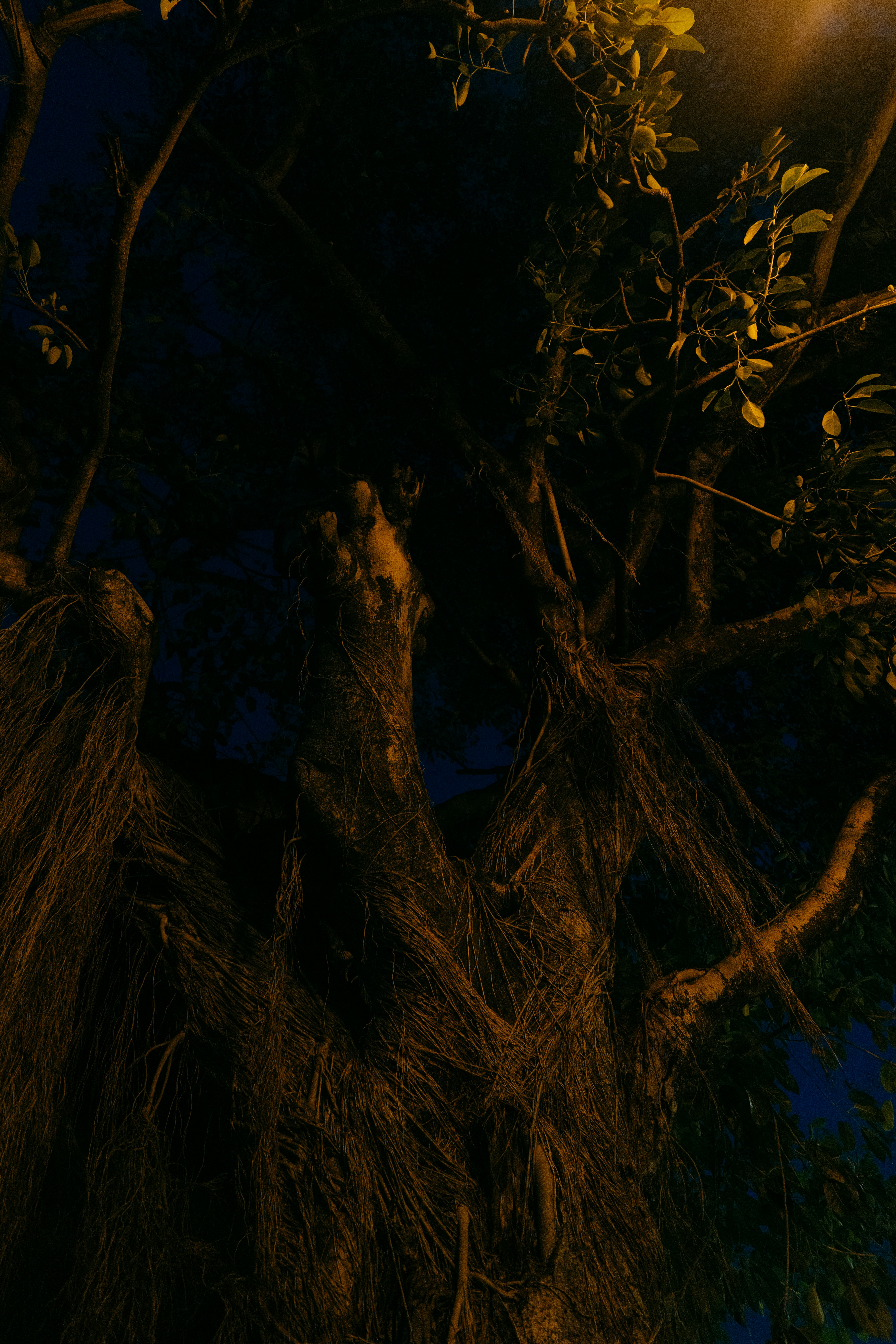 Amber Night: The Tangled Trunk Cathedral