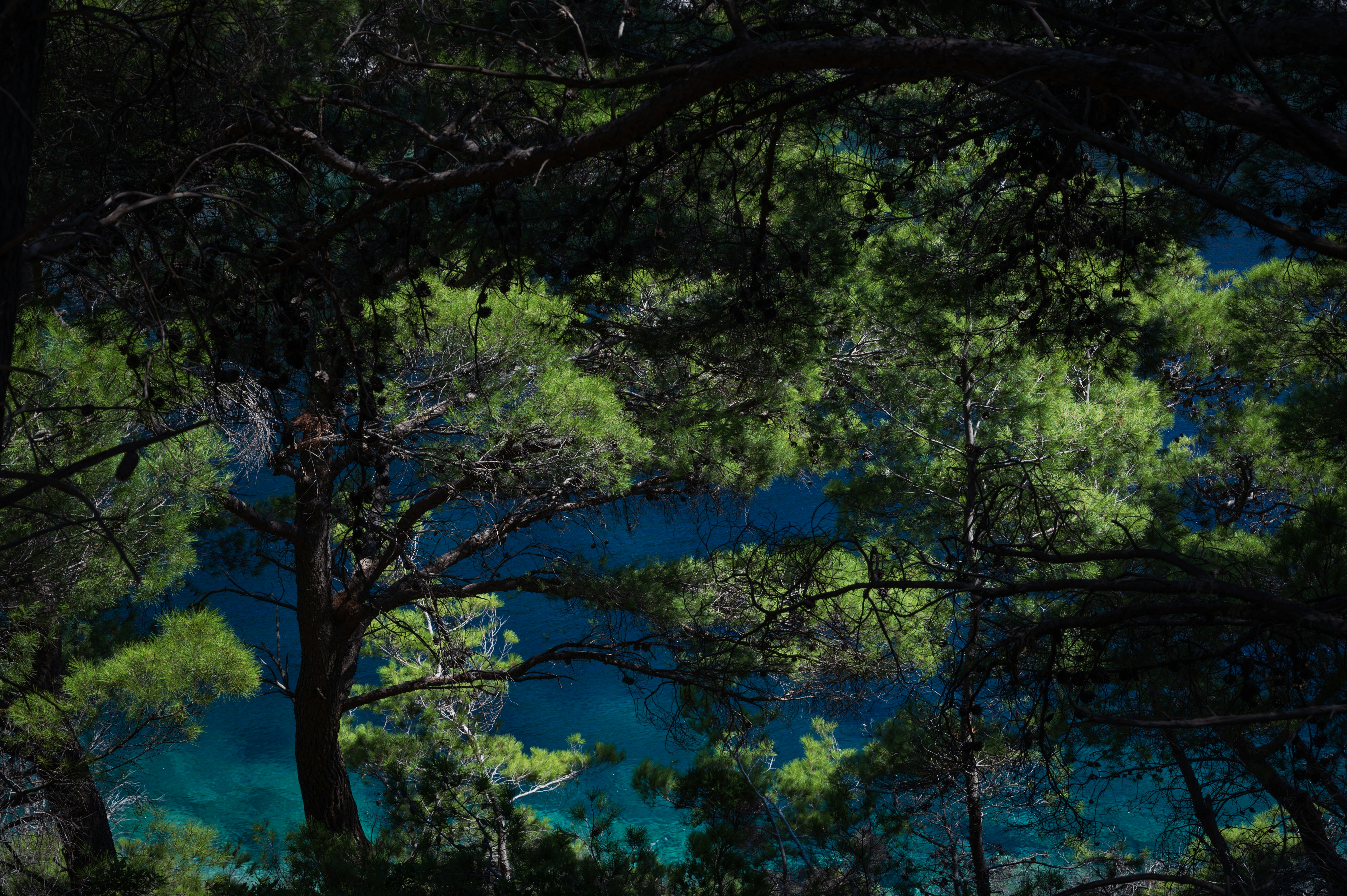 Emerald Canopy Over a Mineral Lake