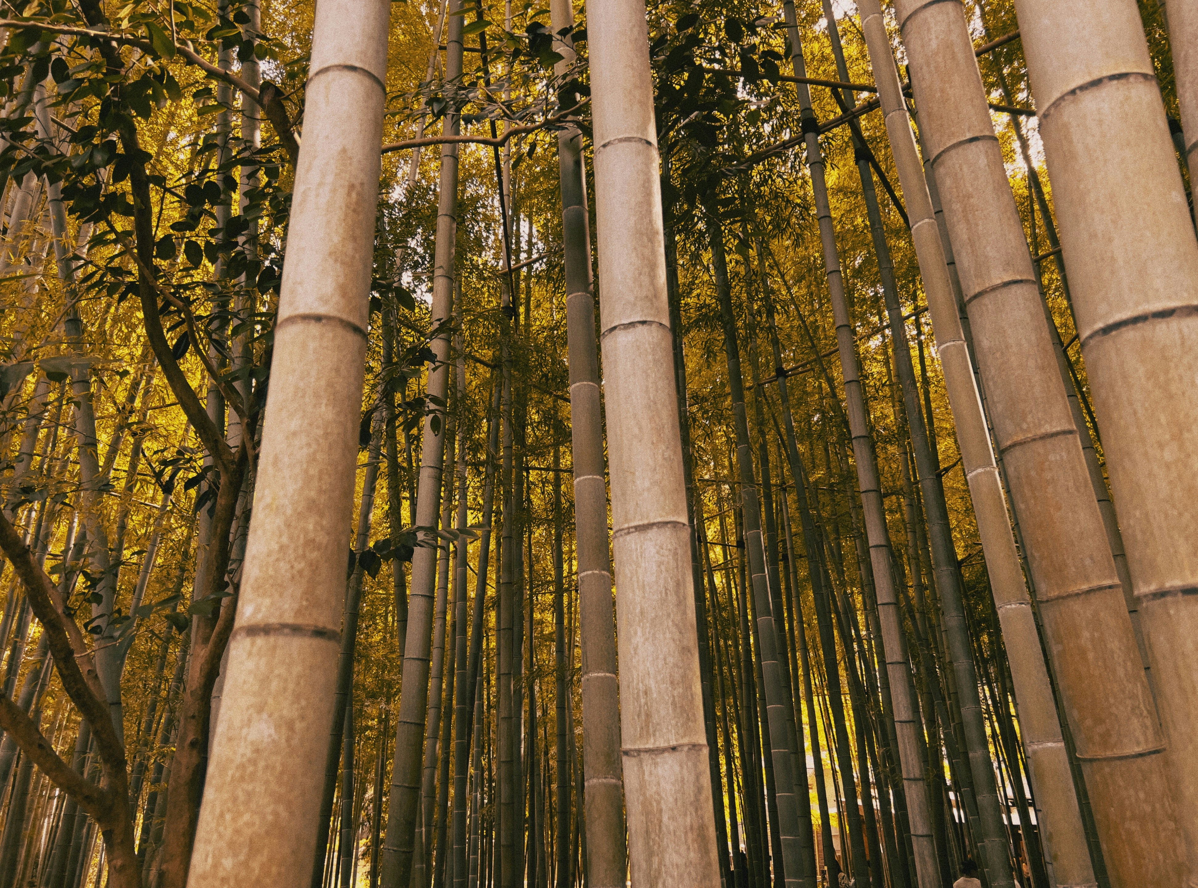 A group of tall bamboo trees standing next to each other photo – Free ...