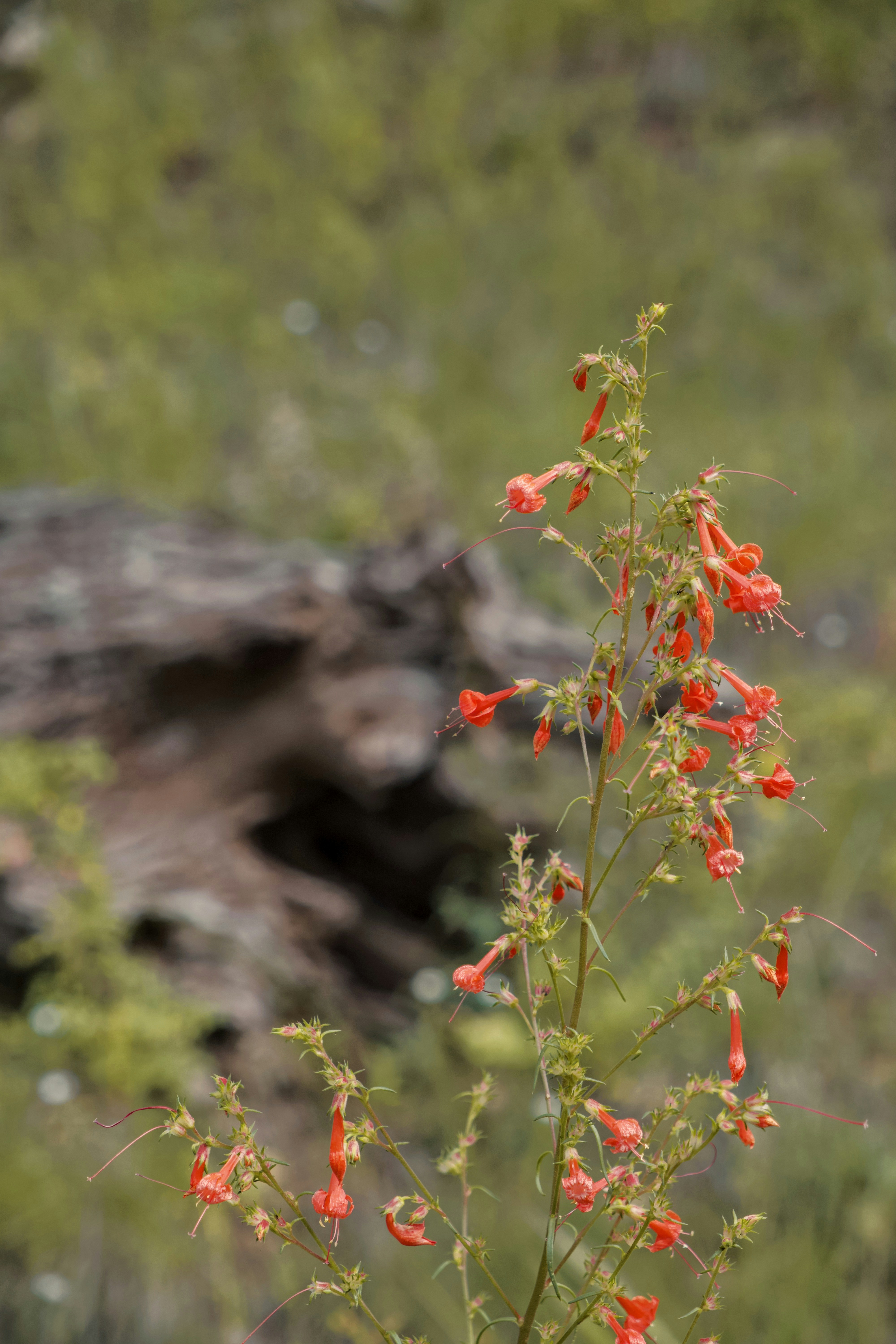 Crimson Spires Reaching Through a Velvet Green Backdrop