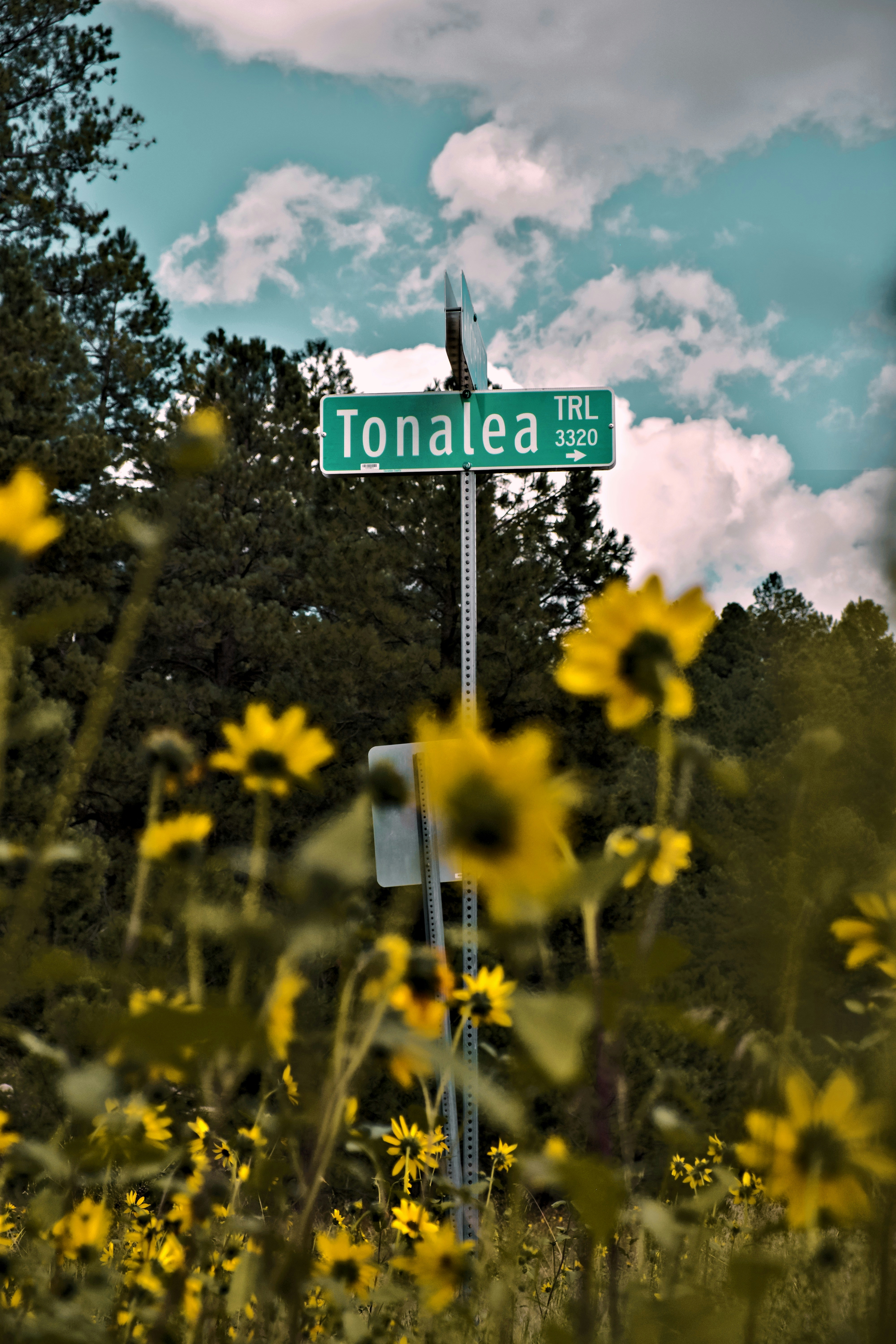 Sunlit Sunflowers Frame a Green Street Sign in Focus