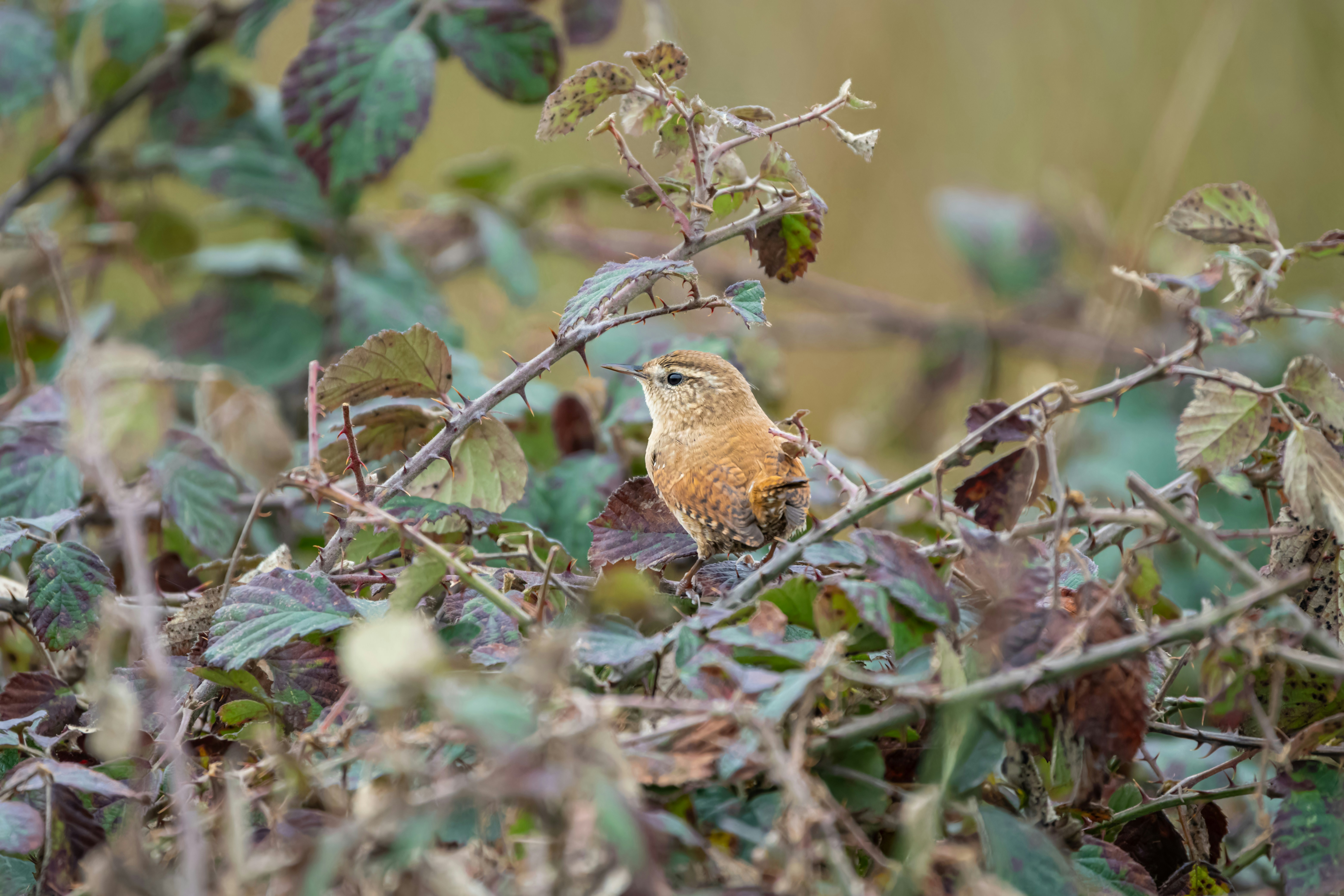 Hidden Songbird Amid Thorny Vines