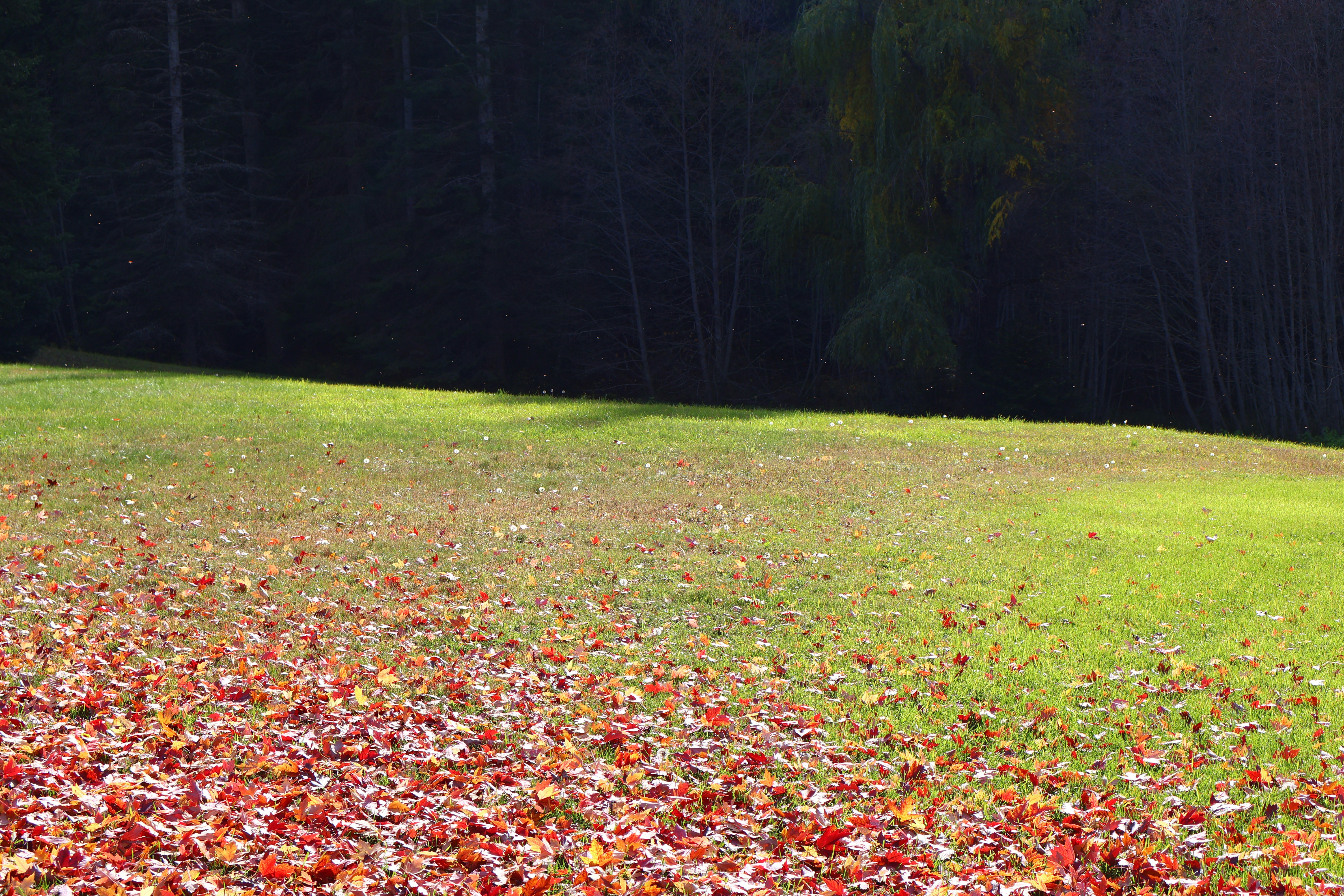 Photo by Mission Pilot with Canon EOS R50