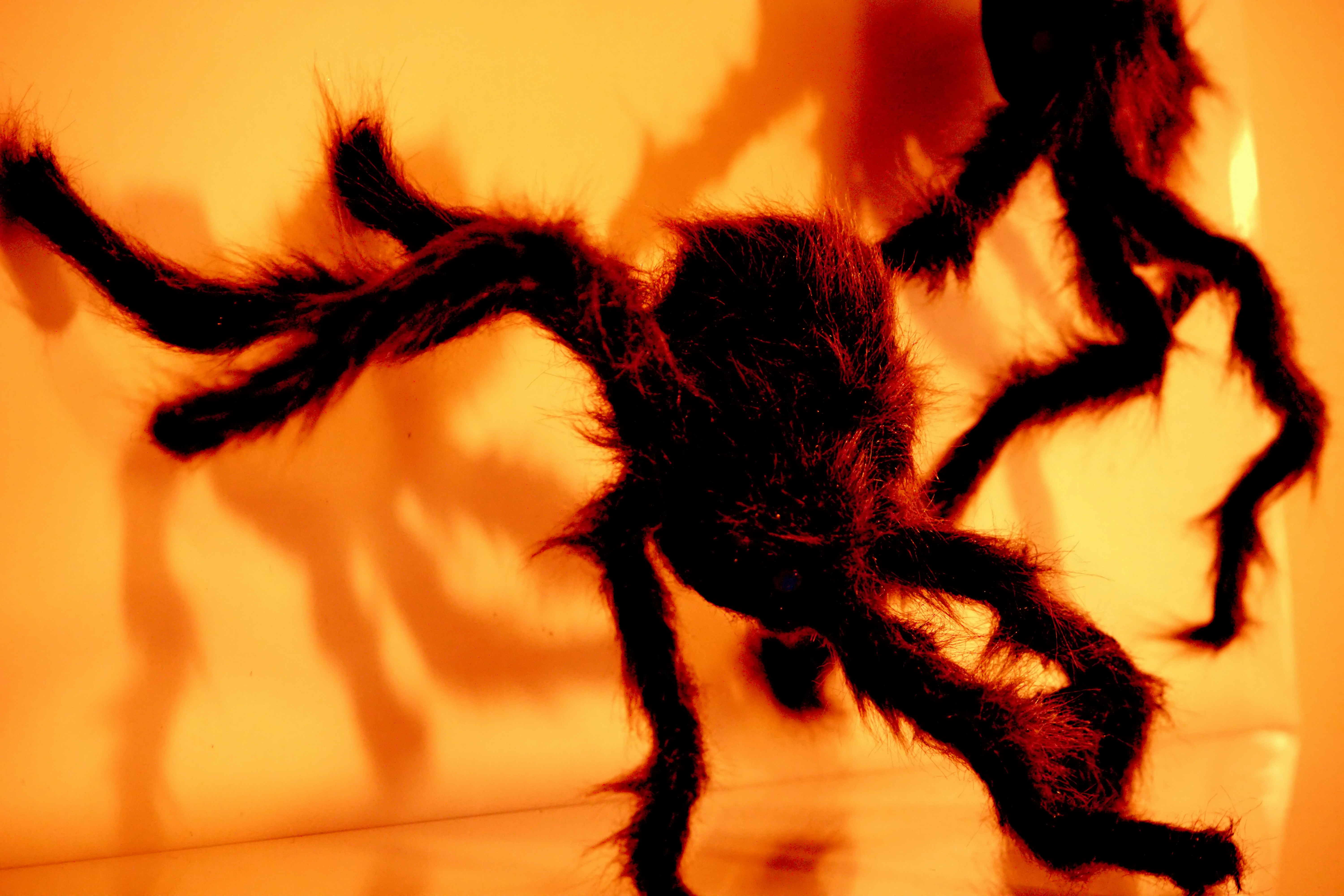 Amber Shadowplay: Velvet Tarantula Silhouette on a Heat-Hued Backdrop