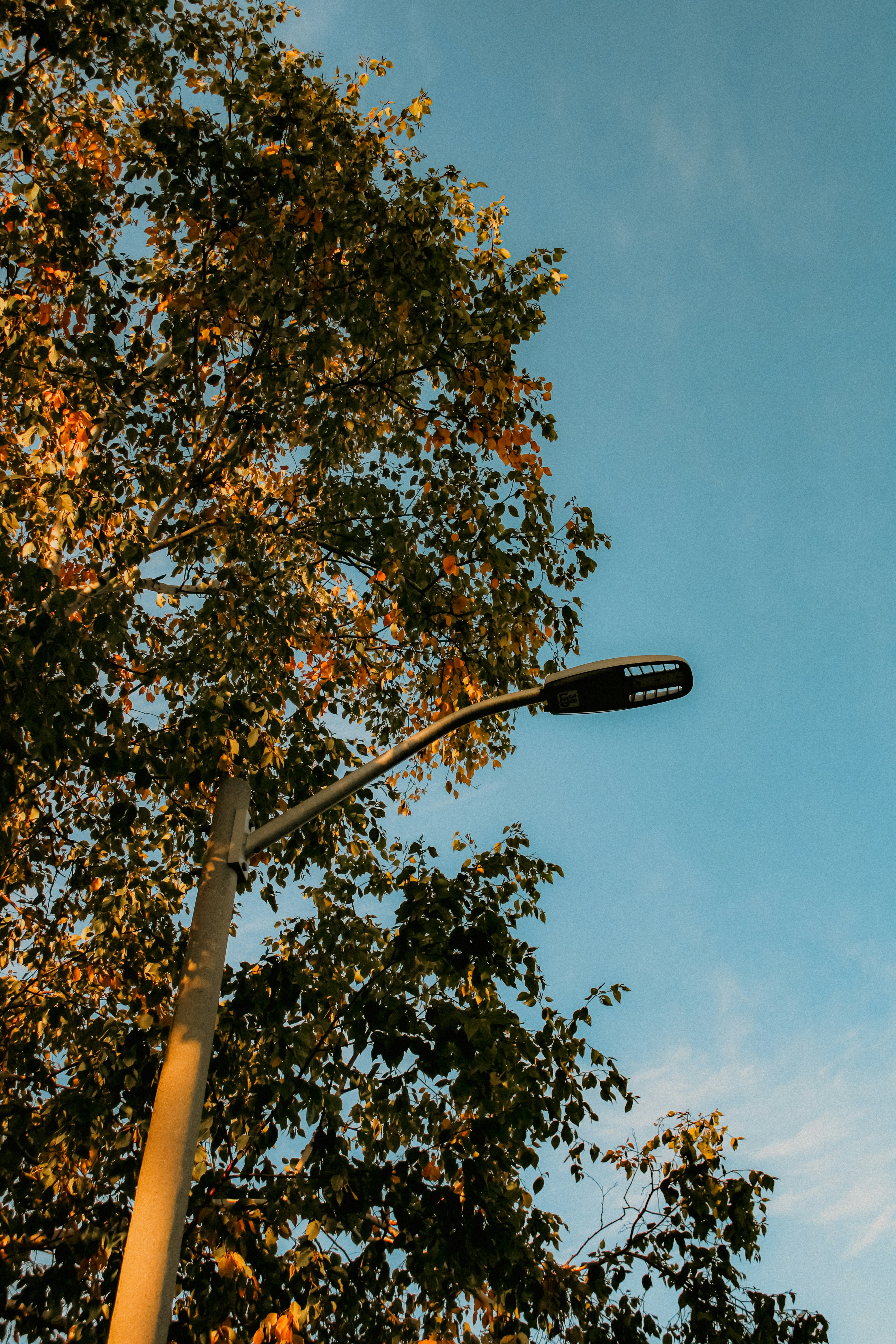 A street light with a tree in the background photo – Free Blue Image on ...