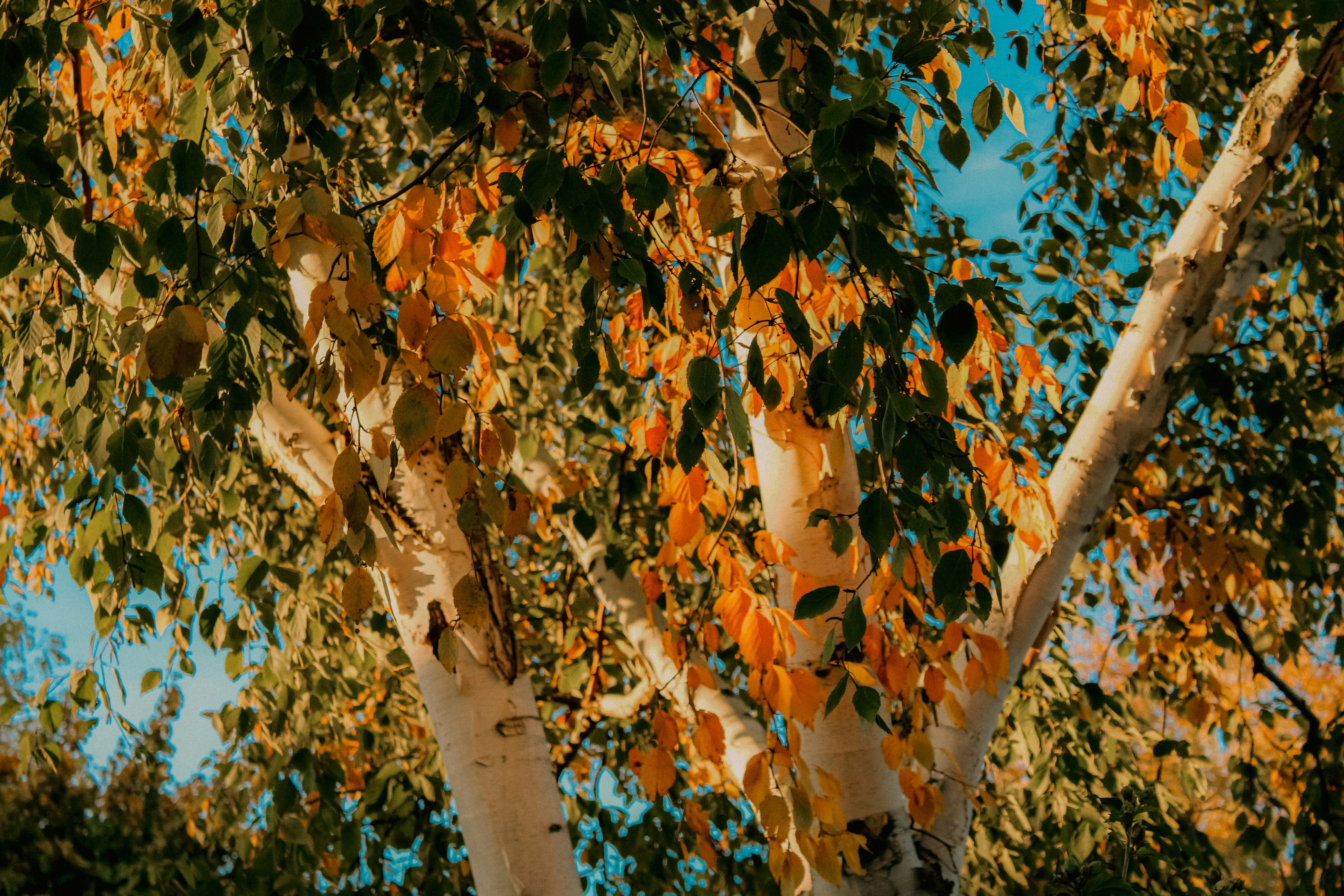 A group of trees that are next to each other photo – Free Brown Image ...