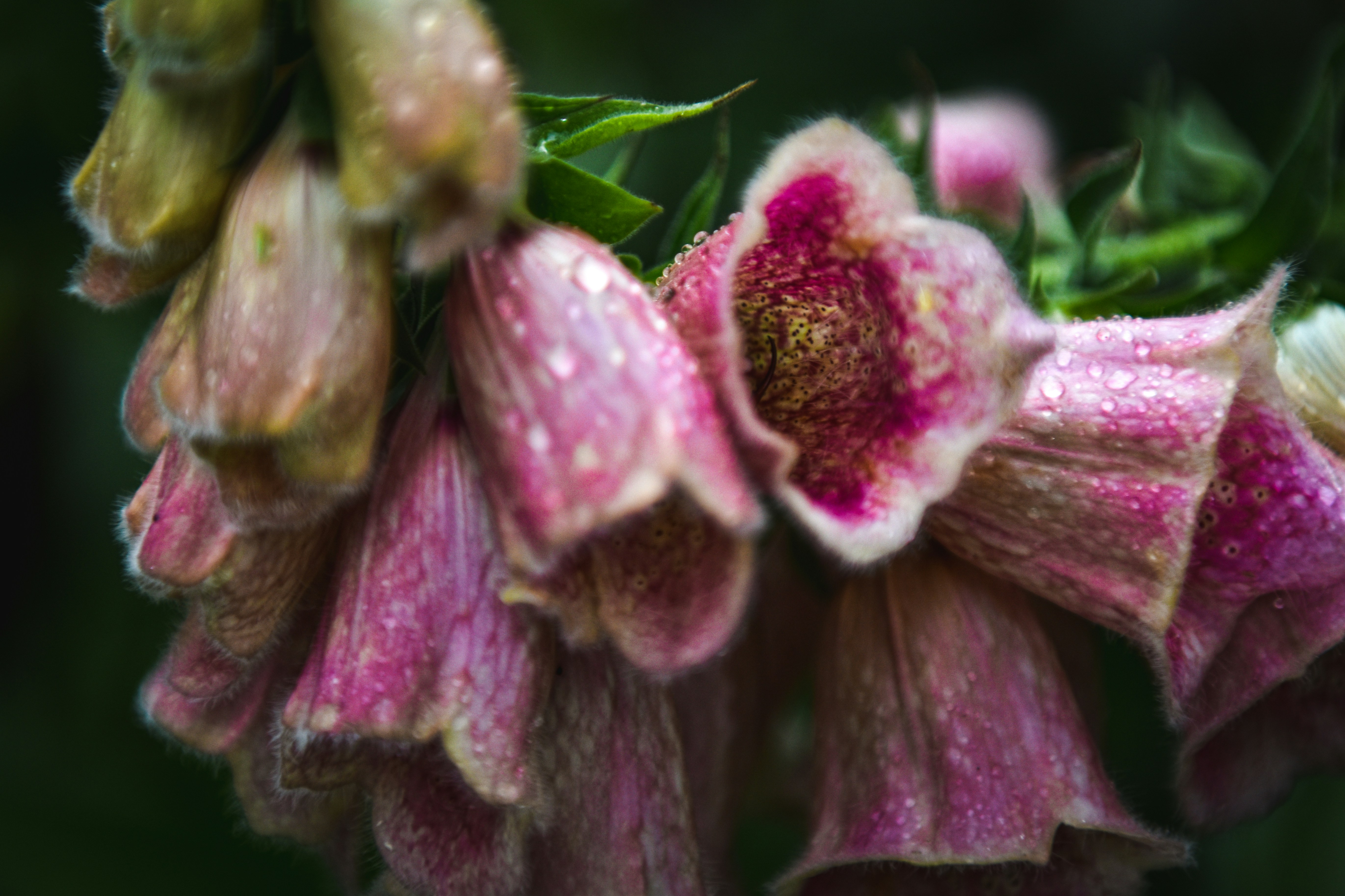 Pink bell flowers in dew-kissed cluster, close-up study