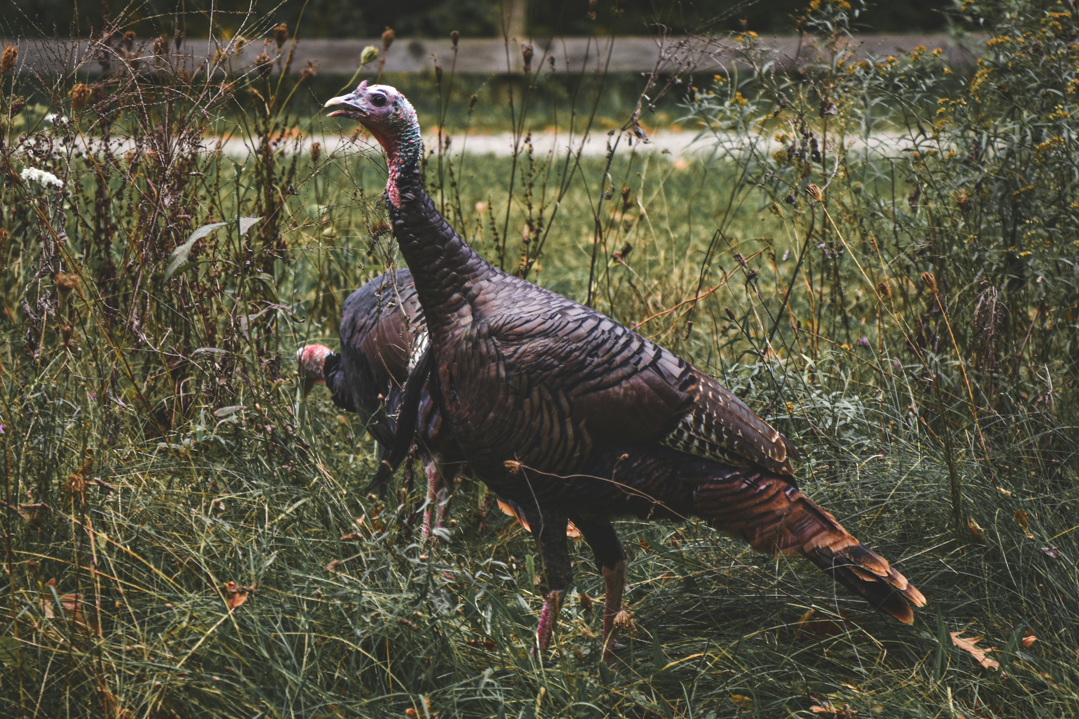 A couple of turkeys that are standing in the grass photo – Free Grey ...