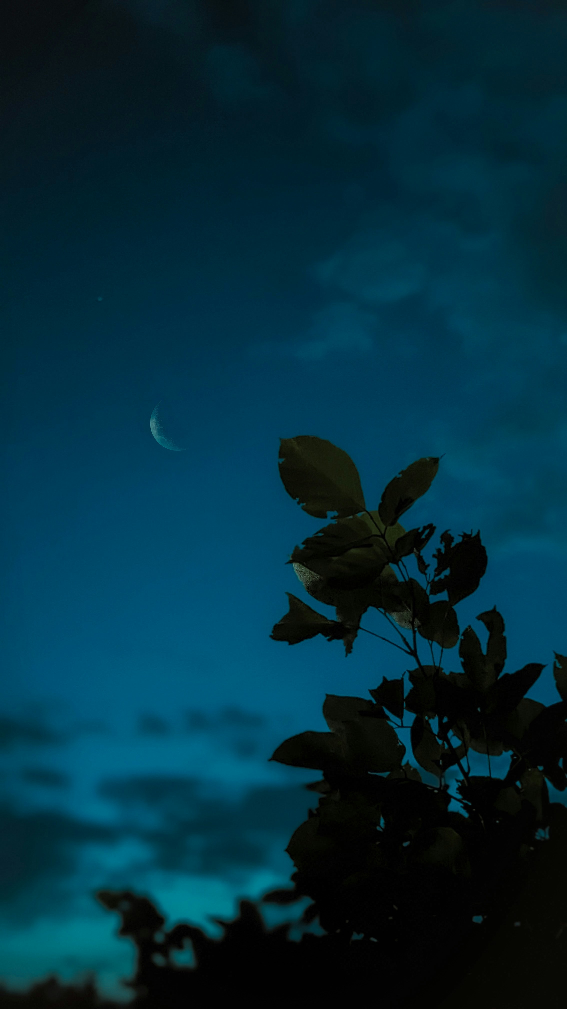 A night photograph captures a crescent moon and the silhouette of leaves against a deep blue sky. The composition emphasizes nocturnal calm with a soft horizon glow.