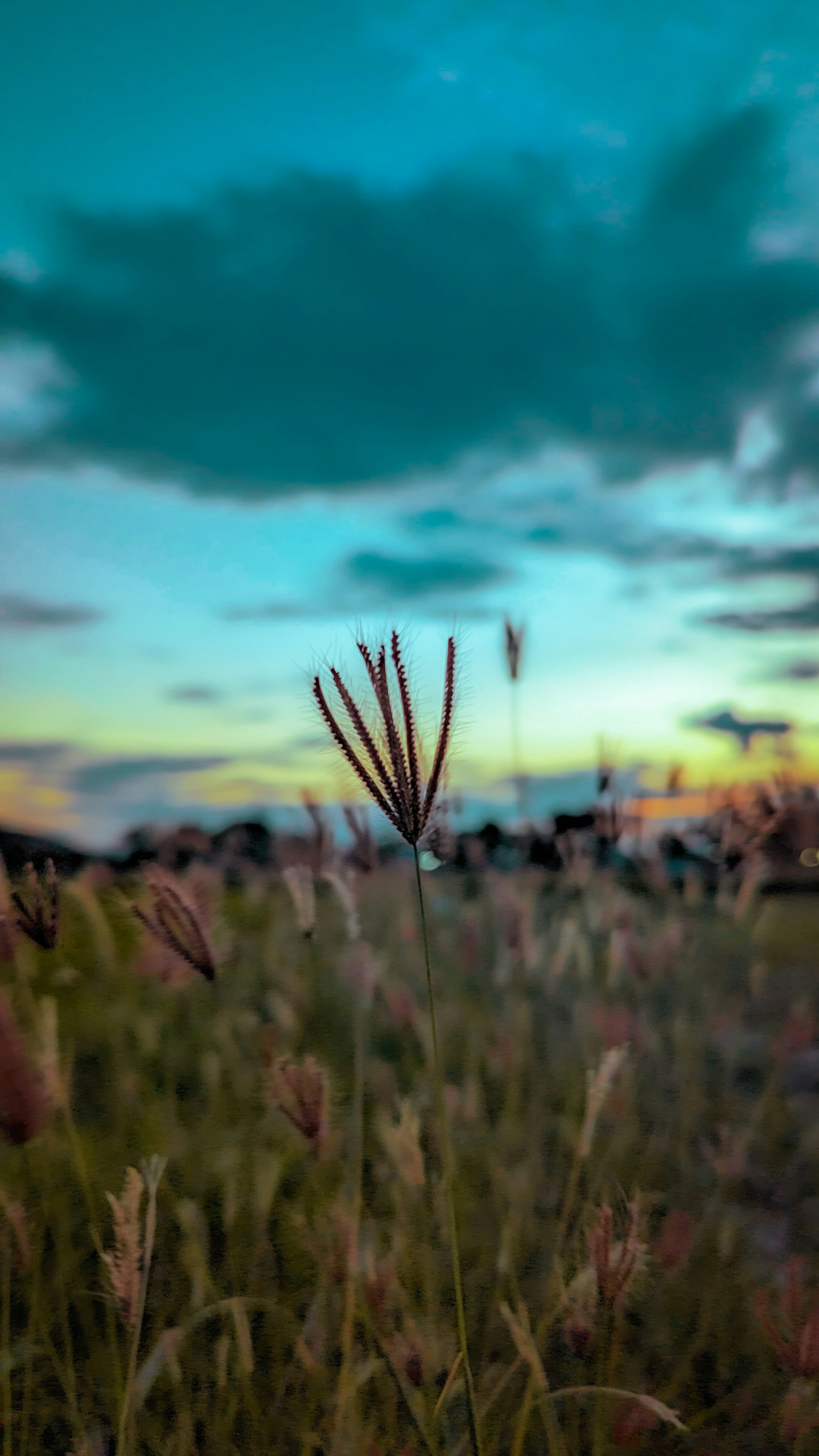 Lone Grass Spike at Dusk Beneath a Turquoise Sky