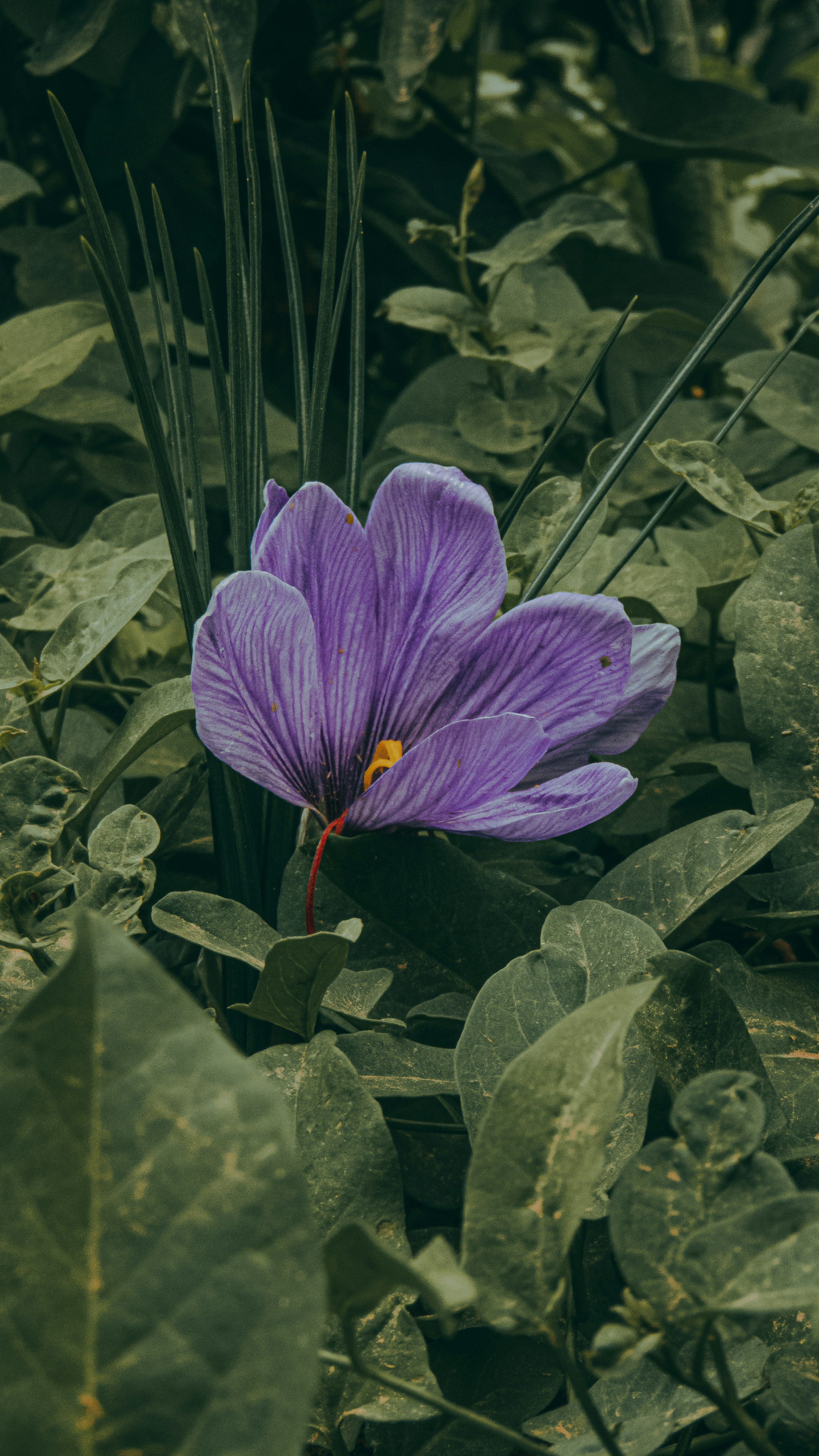 Close-up of a purple crocus with a yellow center, nestled among dense green foliage.