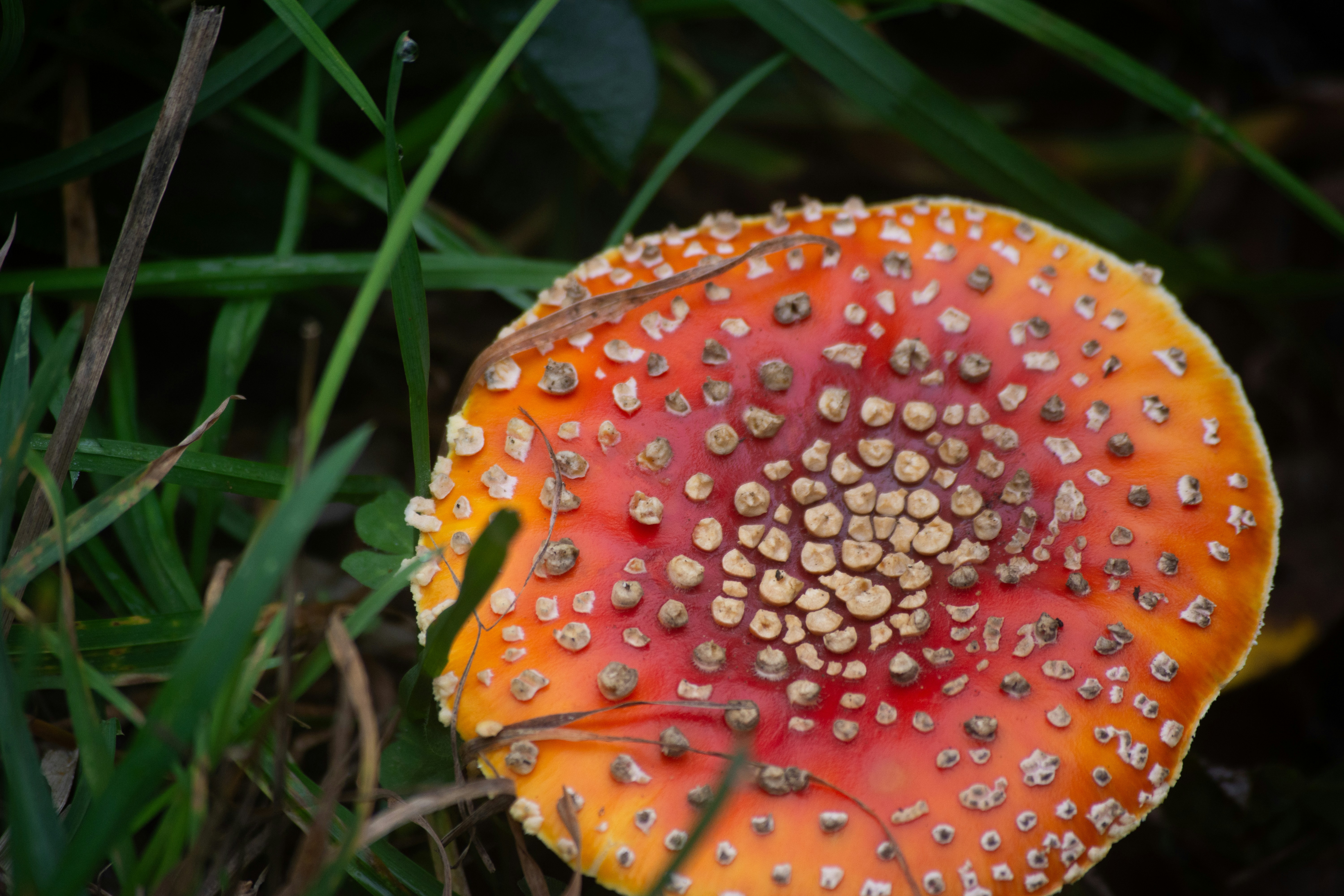 Scarlet Fly Agaric: a micro-world among grass blades