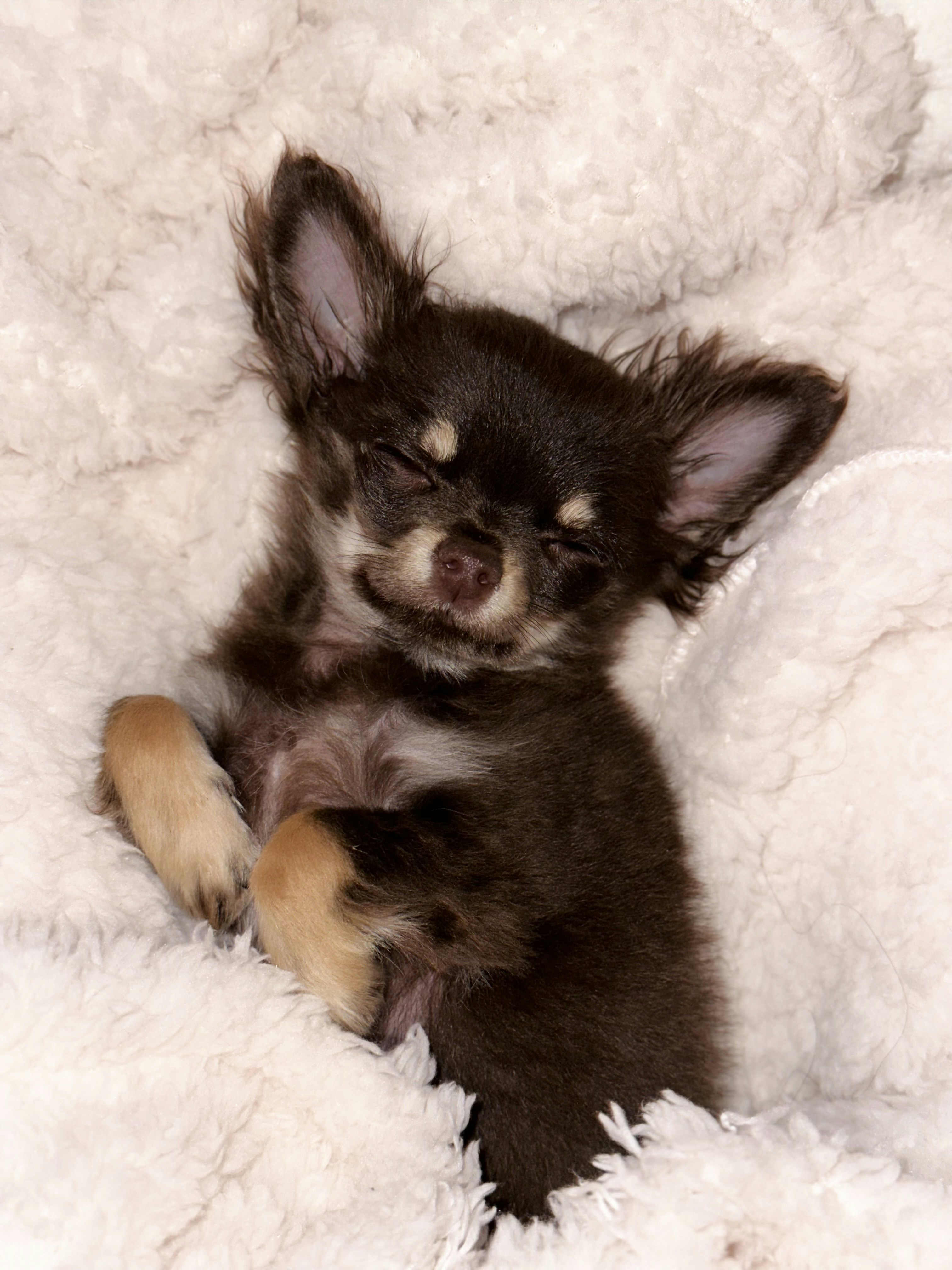 Cloud-Soft Slumber: a Tiny Chihuahua Reposes in Velvet White