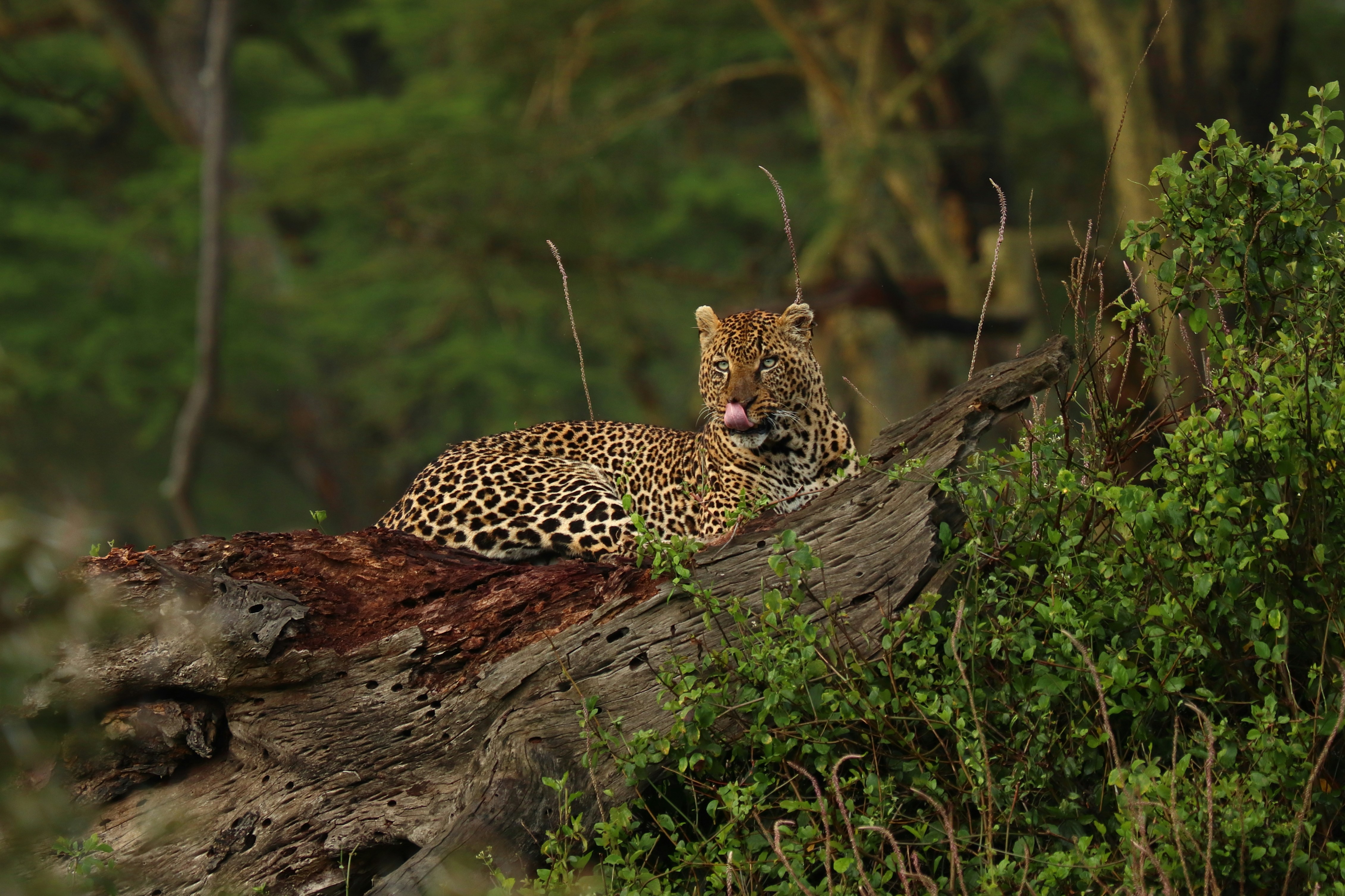 A leopard laying on top of a tree branch photo – Free Leopard Image on ...