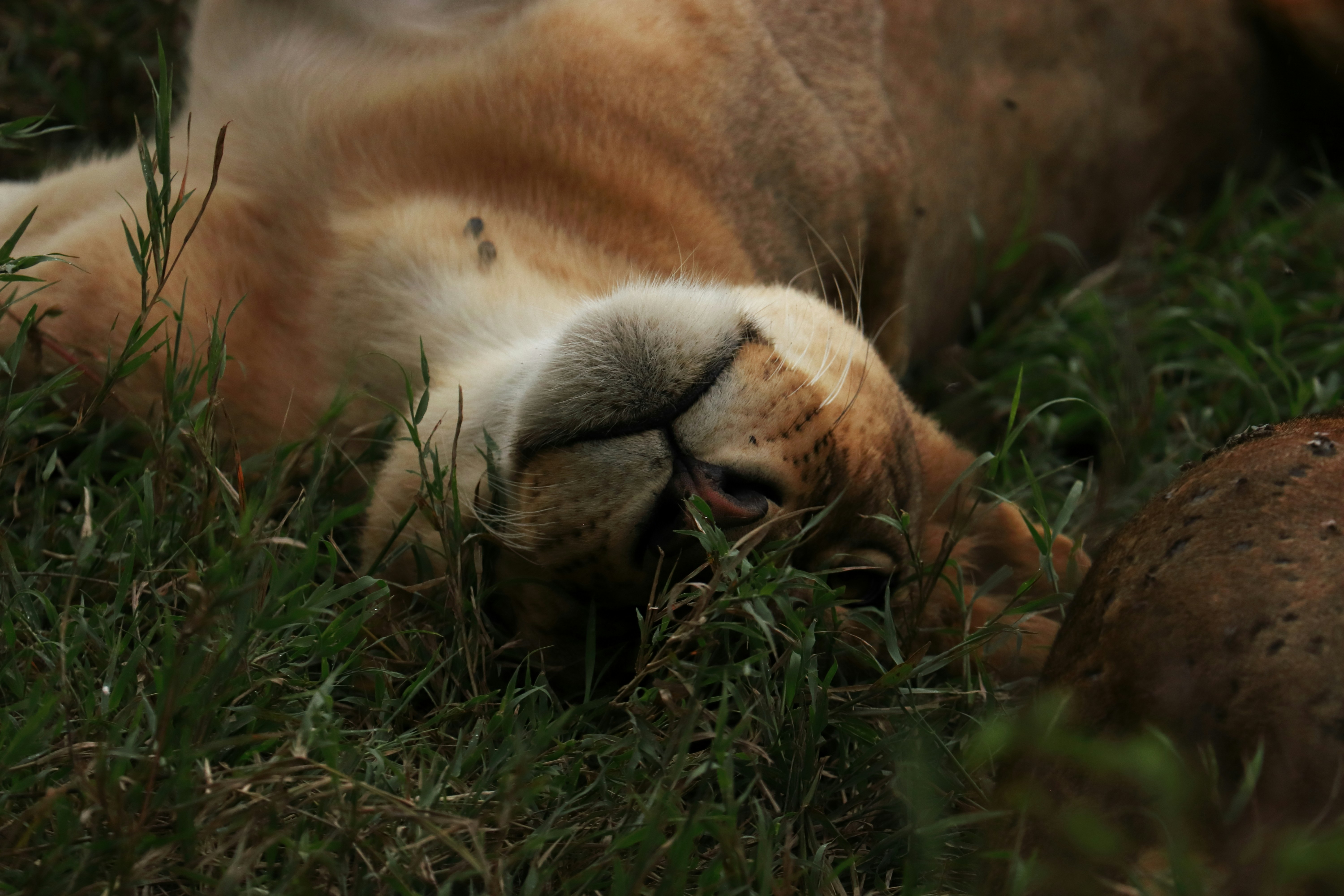 Lionness resting ahead of a busy evening hunting | a close up of a cat laying in the grass