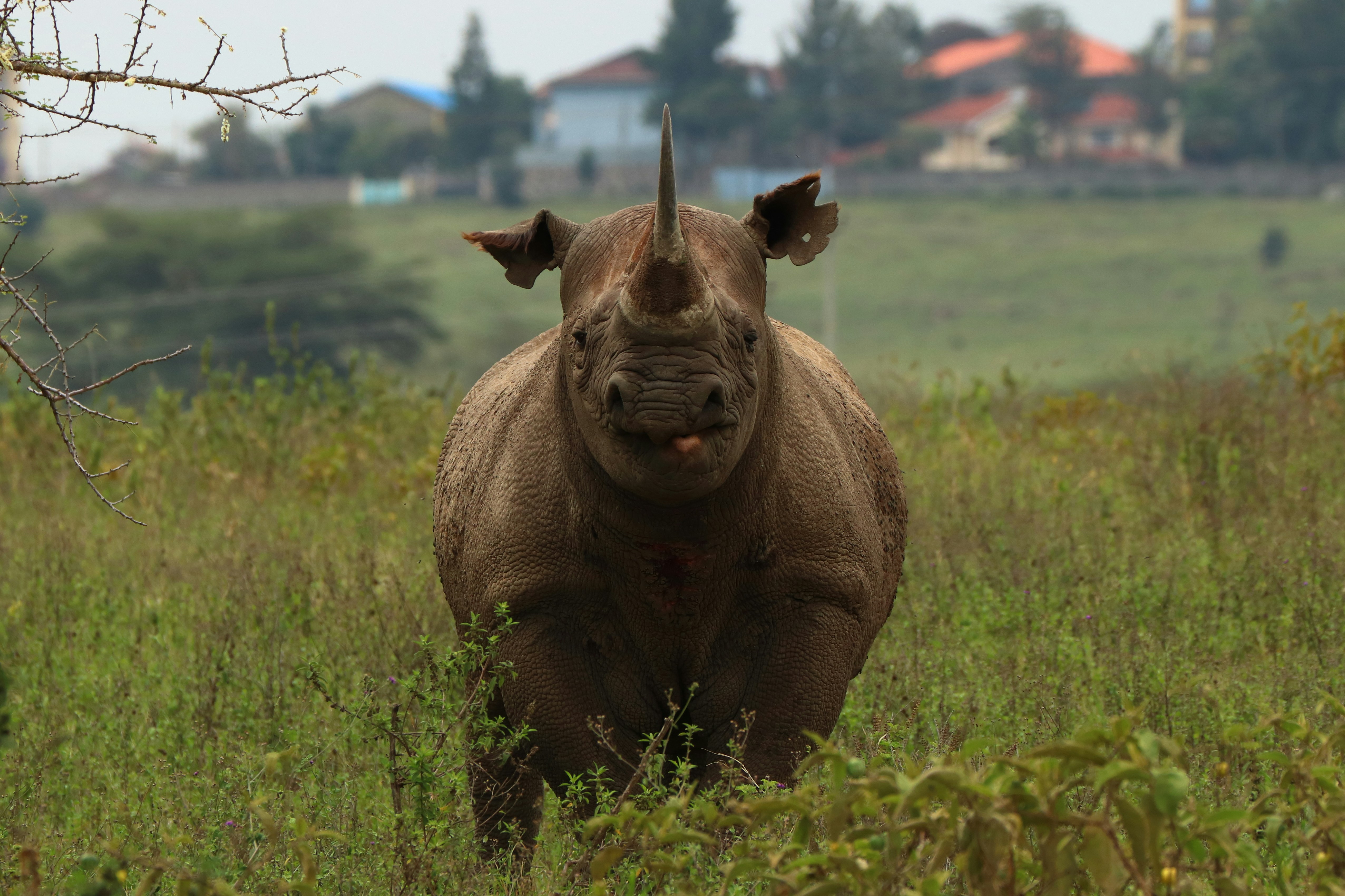 A rhino standing in a lush green field photo – Free Animal Image on ...