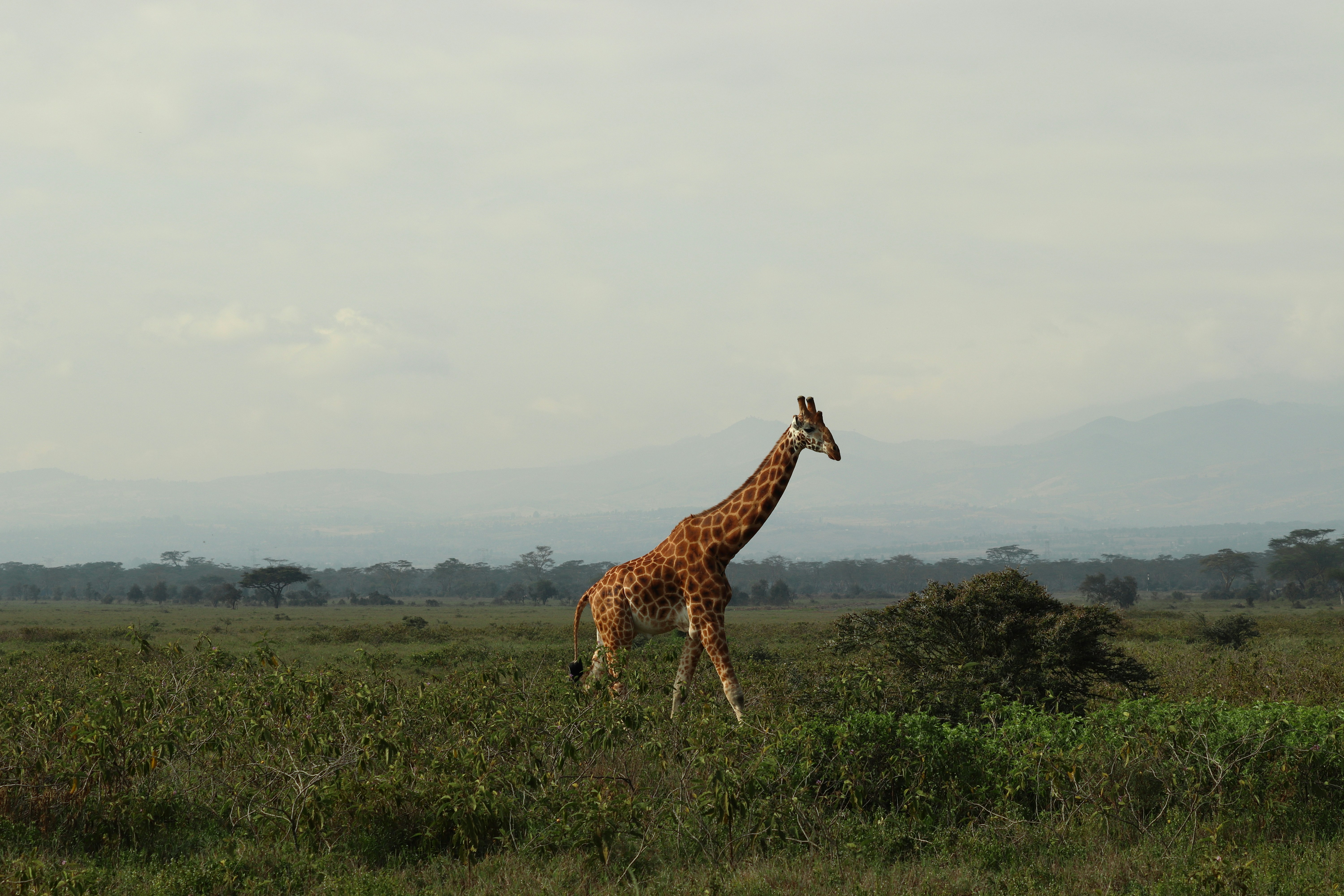 Giraffe at the Edge of a Quiet Savannah