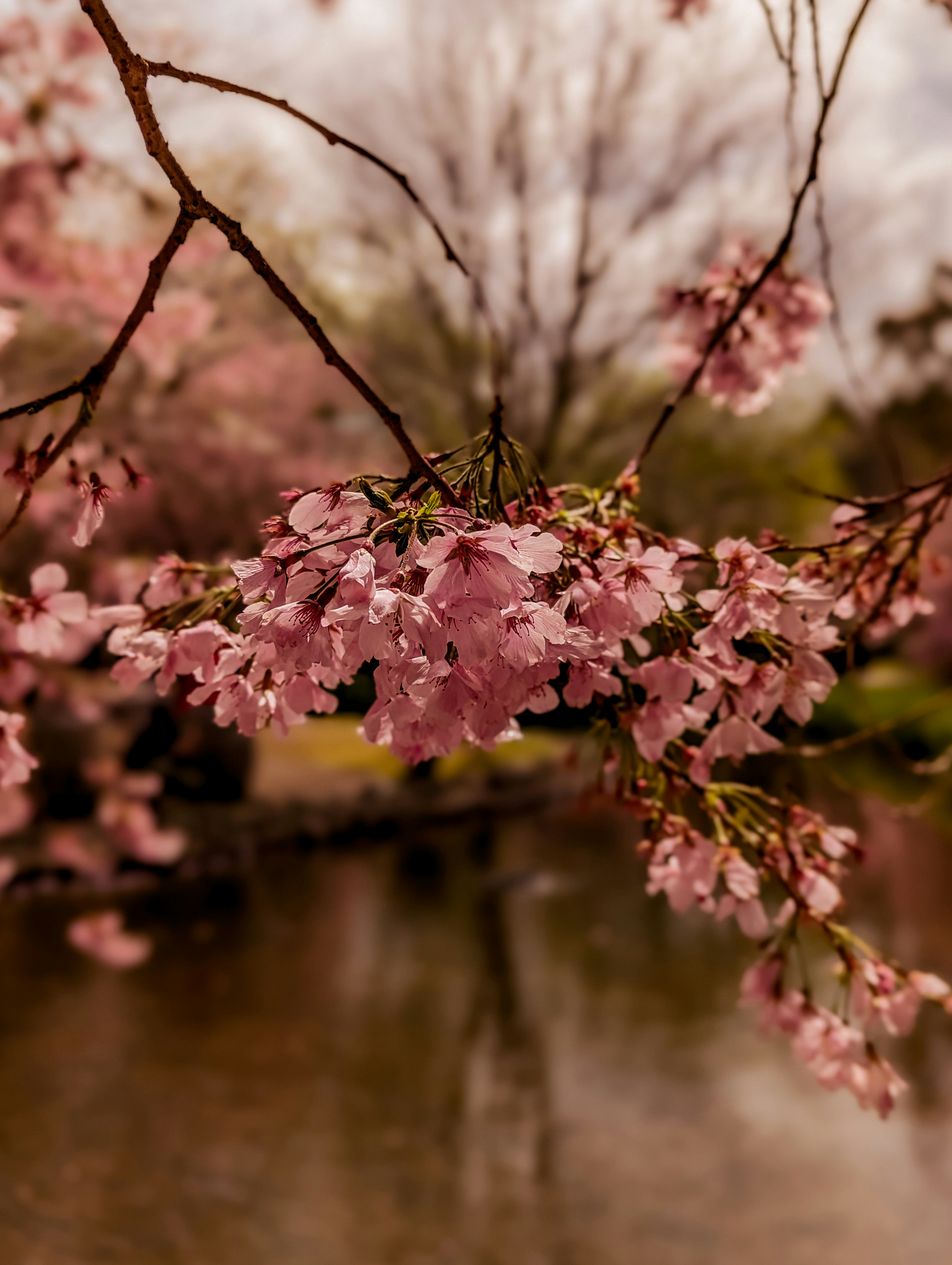 Sakura in Focus: A Tender Cluster of Pink Blossoms in Soft Spring Light