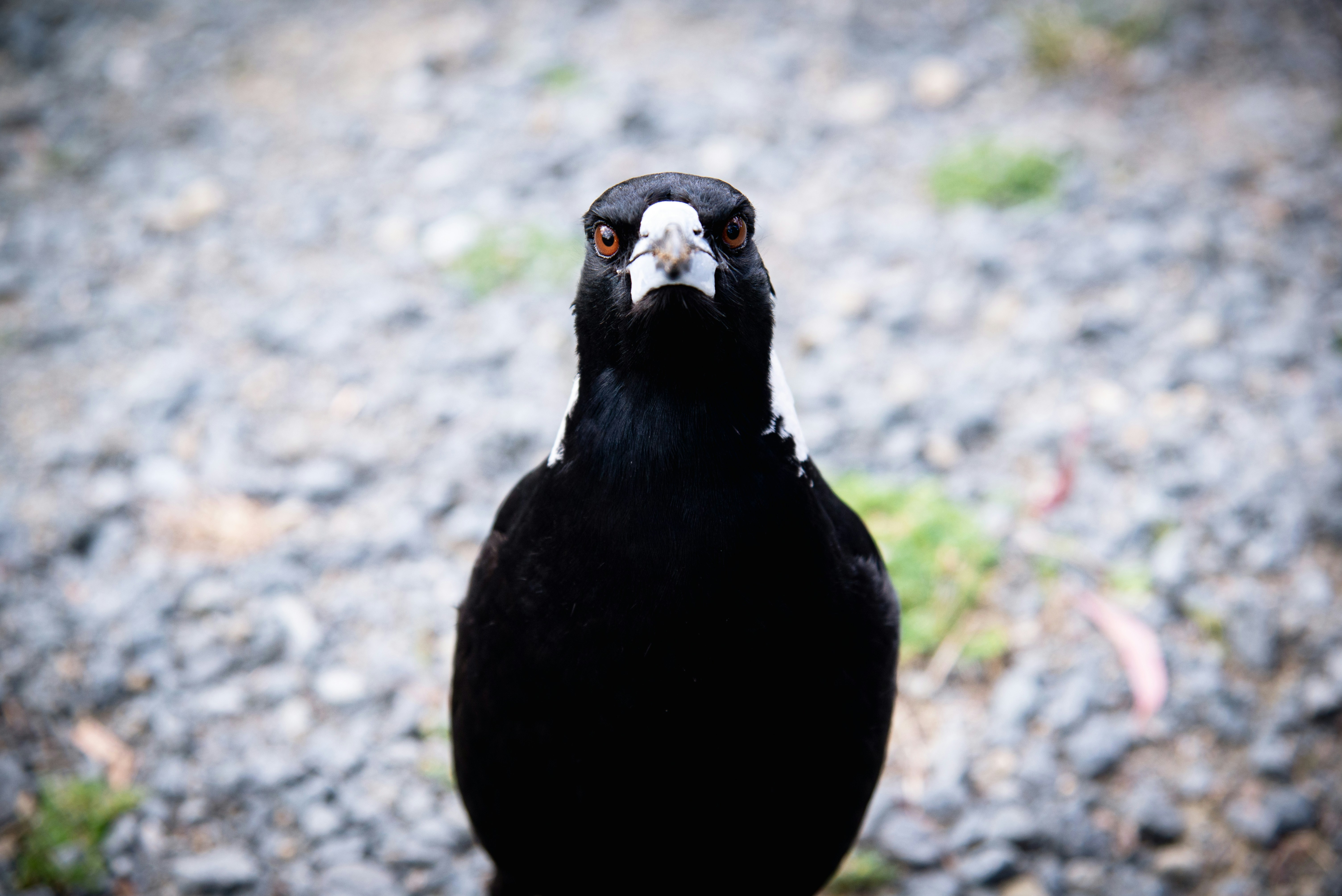 Stare Down: A Black-Necked Pigeon Front and Center