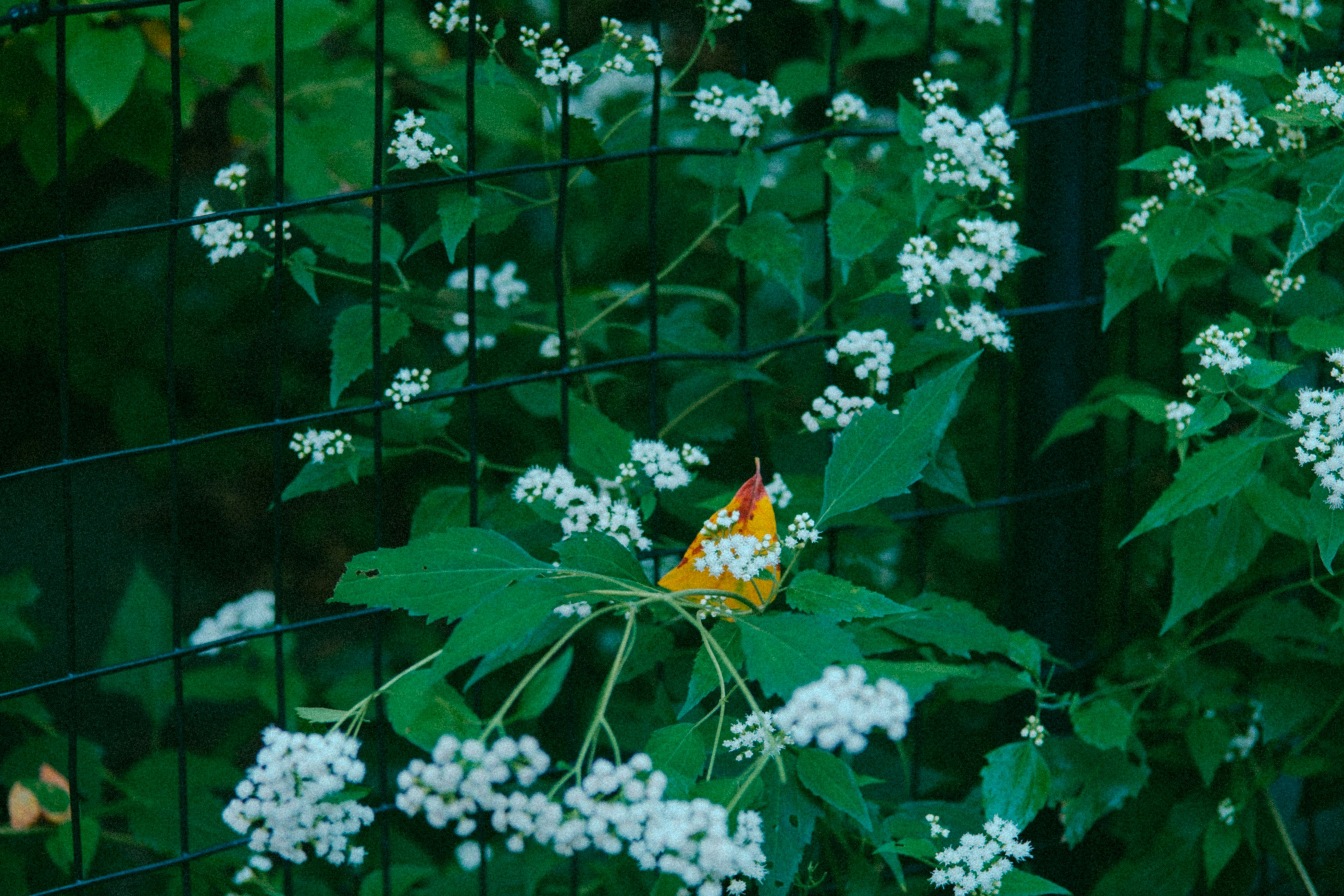 Butterfly Among White Bloom on a Green Fence