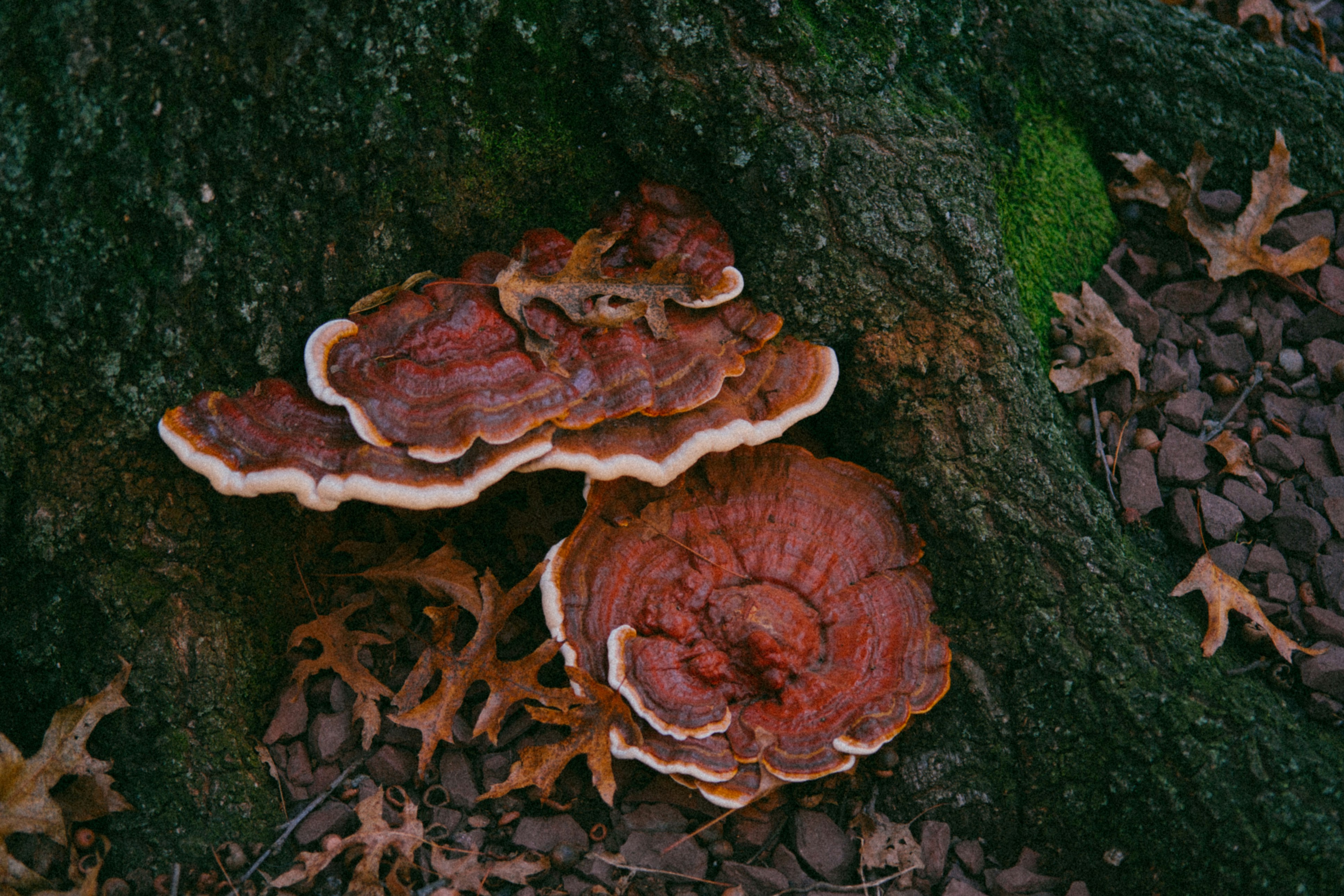 Imágenes de Champiñón En El Árbol | Descarga imágenes gratuitas en Unsplash