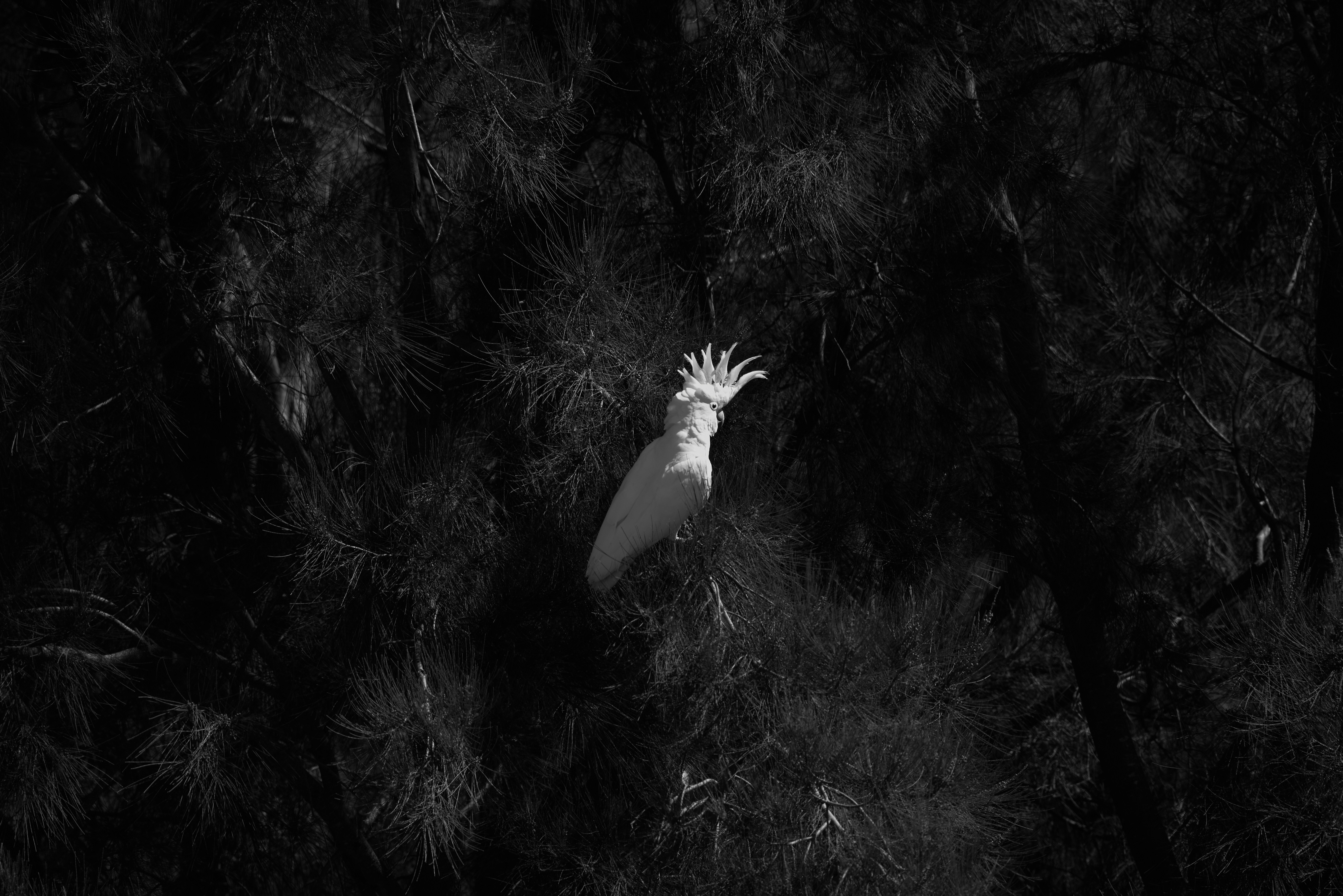 Understanding the Lanham Act Trademark Law Essentials