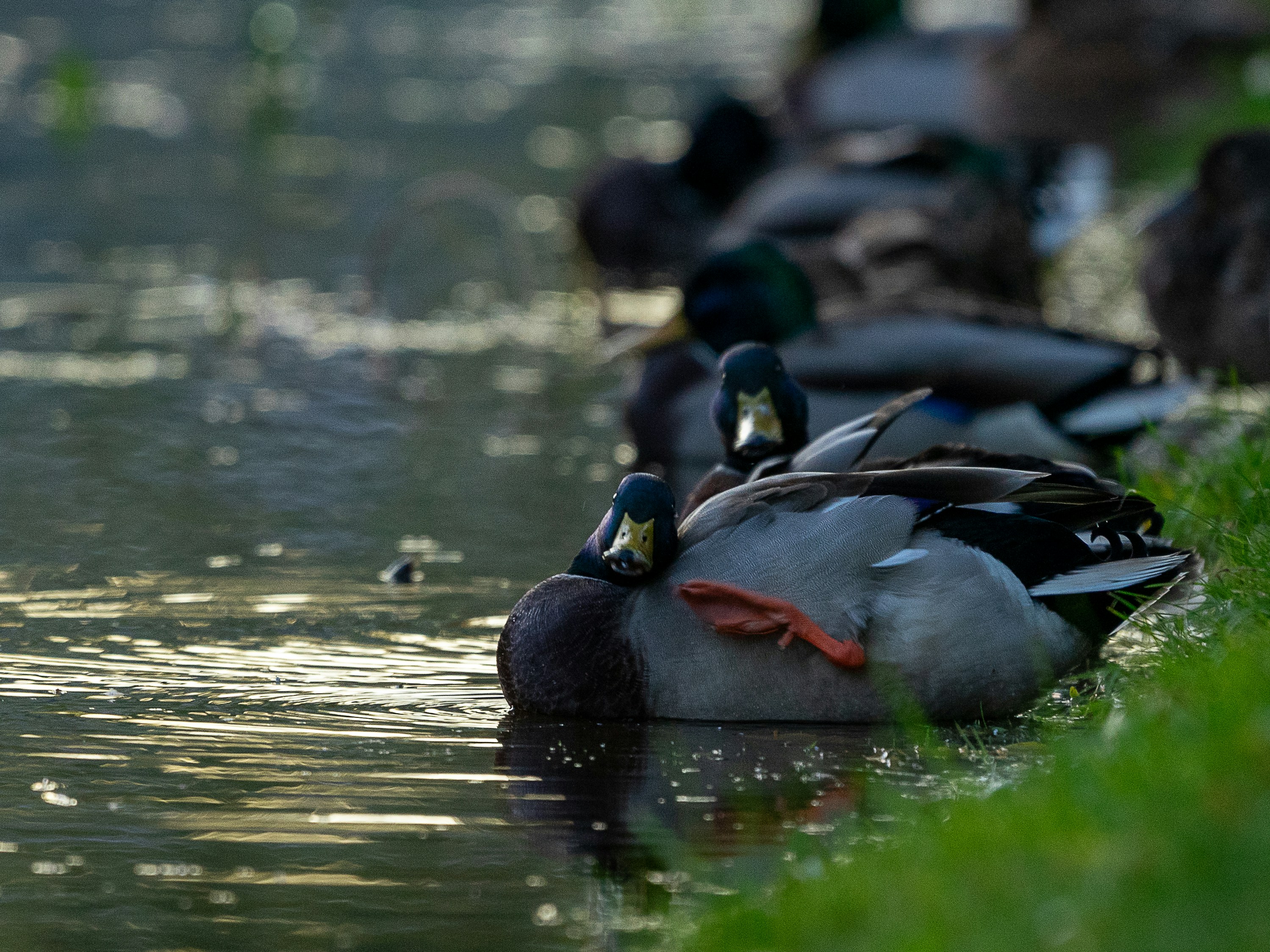 Quiet Convergence: Mallards Rest Along a Sunlit Pond Edge