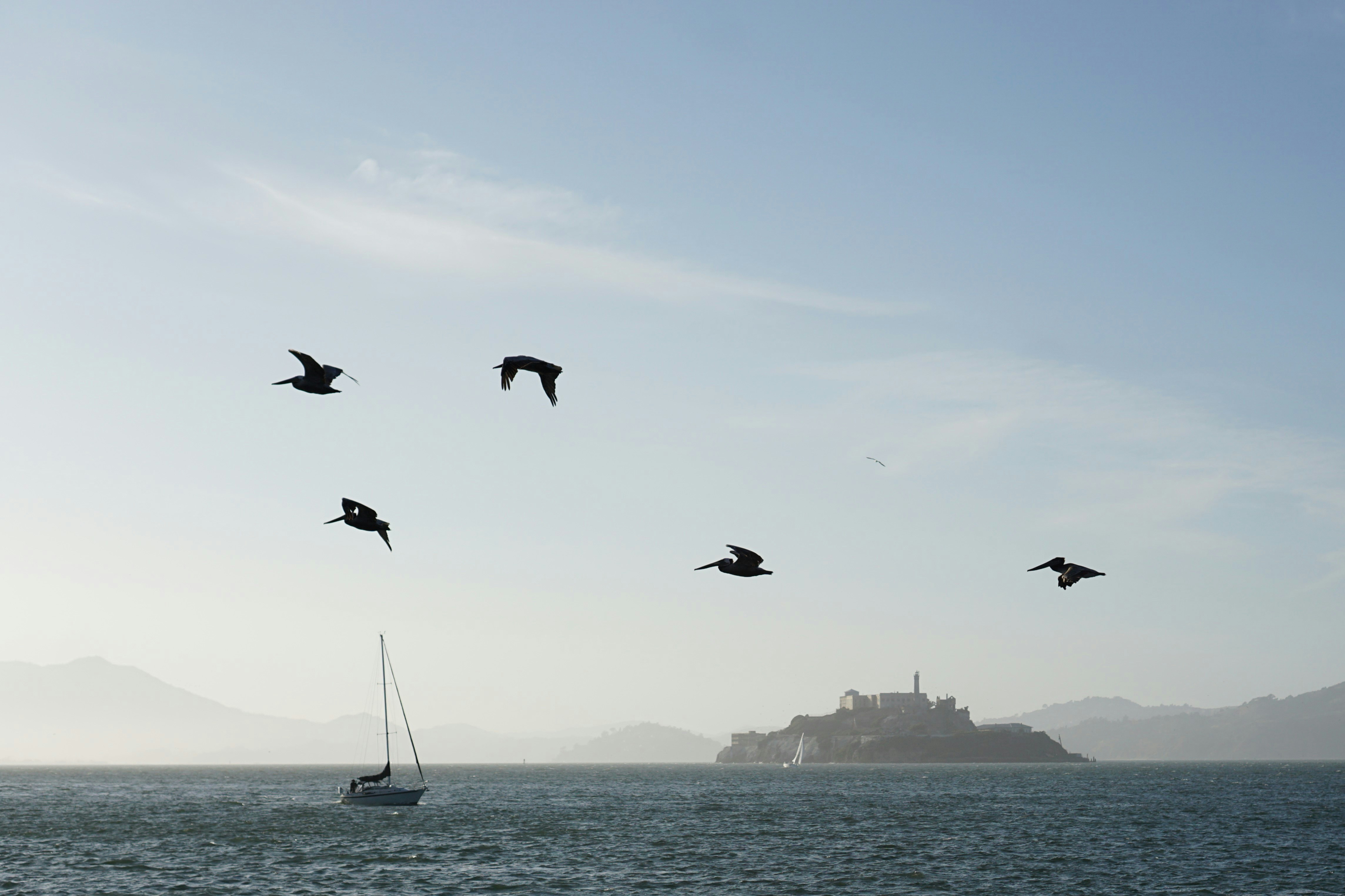 Five Seabirds Over a Quiet Channel Toward a Distant Fortress Island
