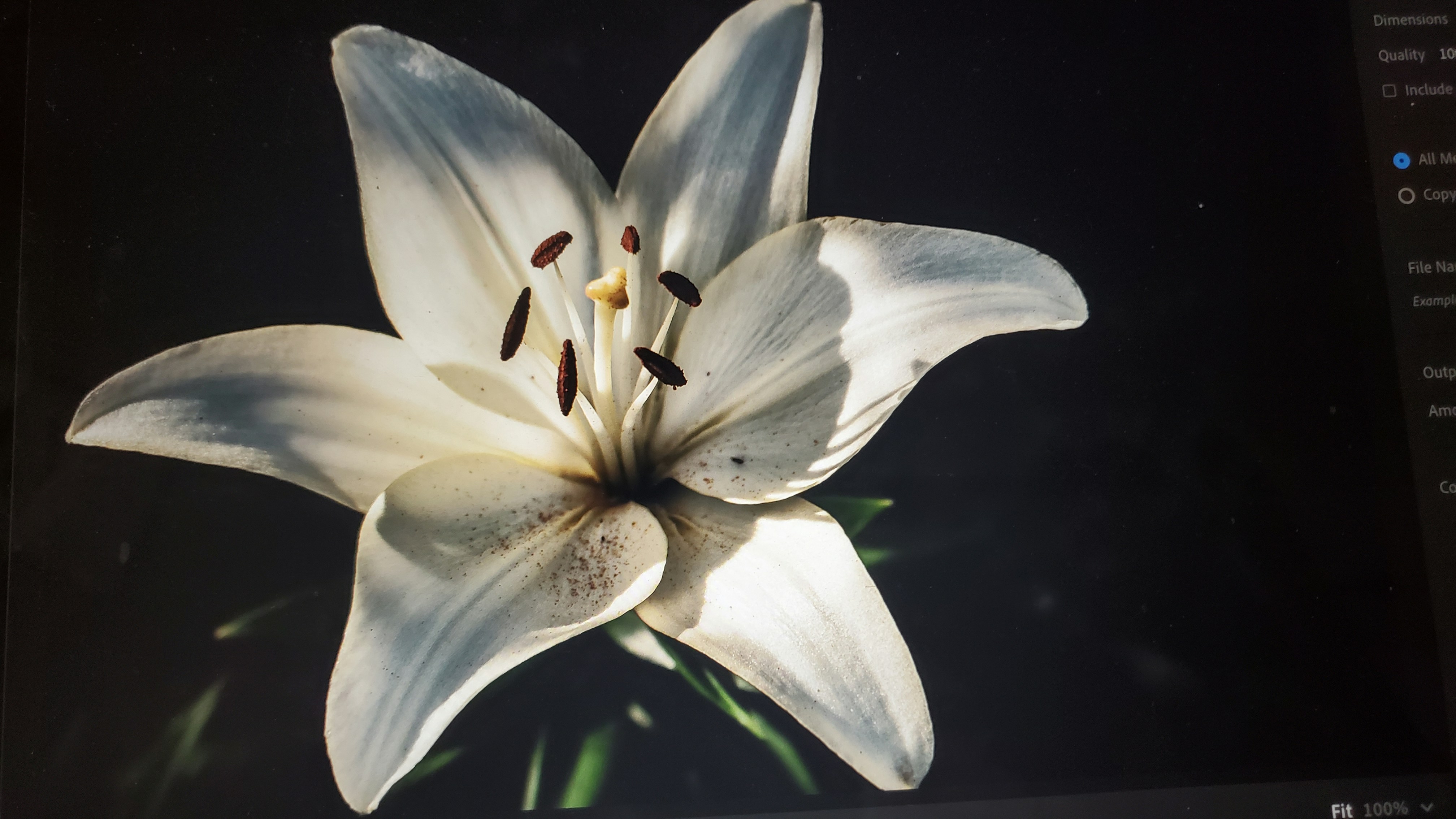 a picture of a white flower on a computer screen
