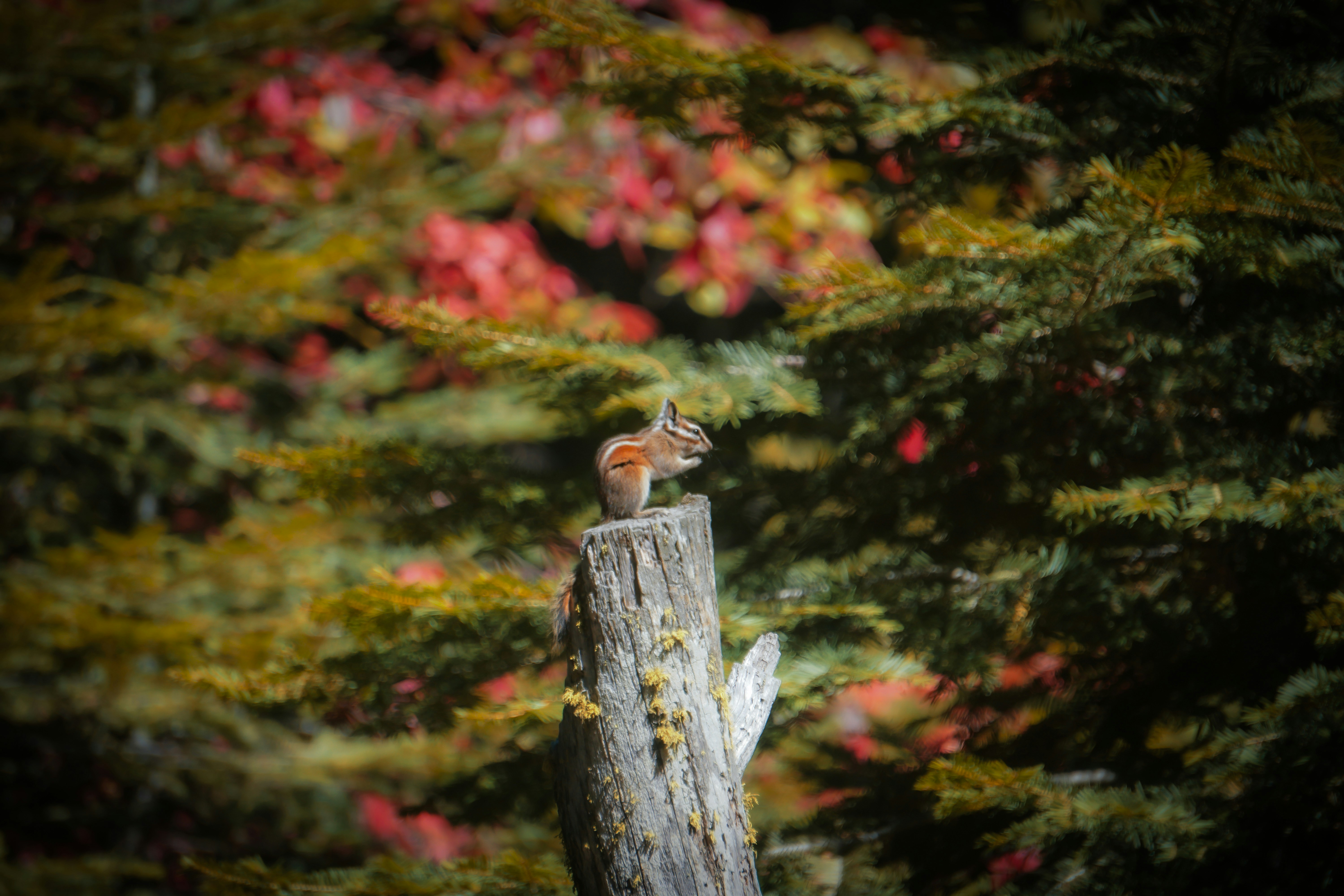 Squirrel's Autumn Perch