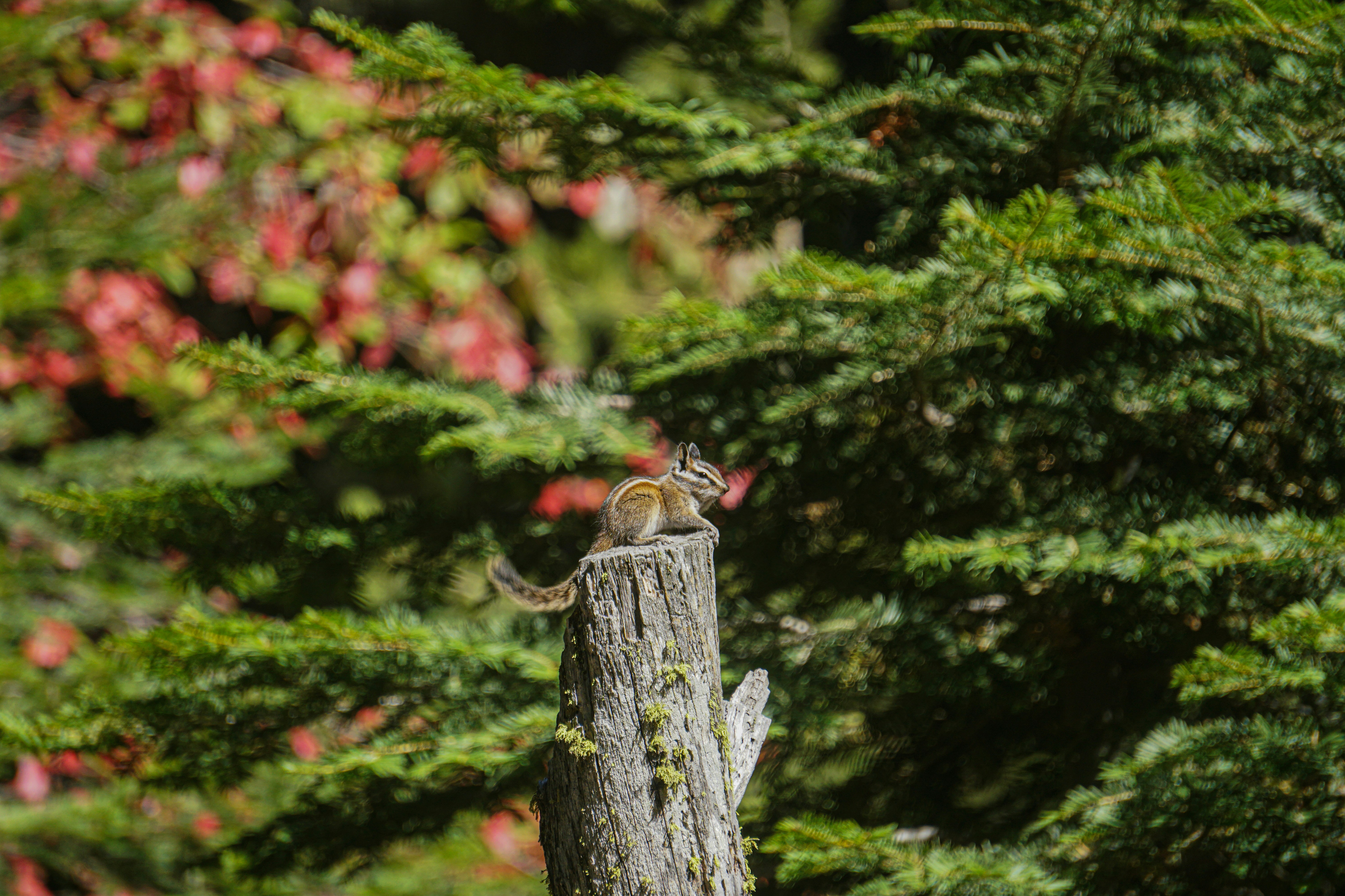 A Tiny Bird on a Weathered Post in a Quiet Garden