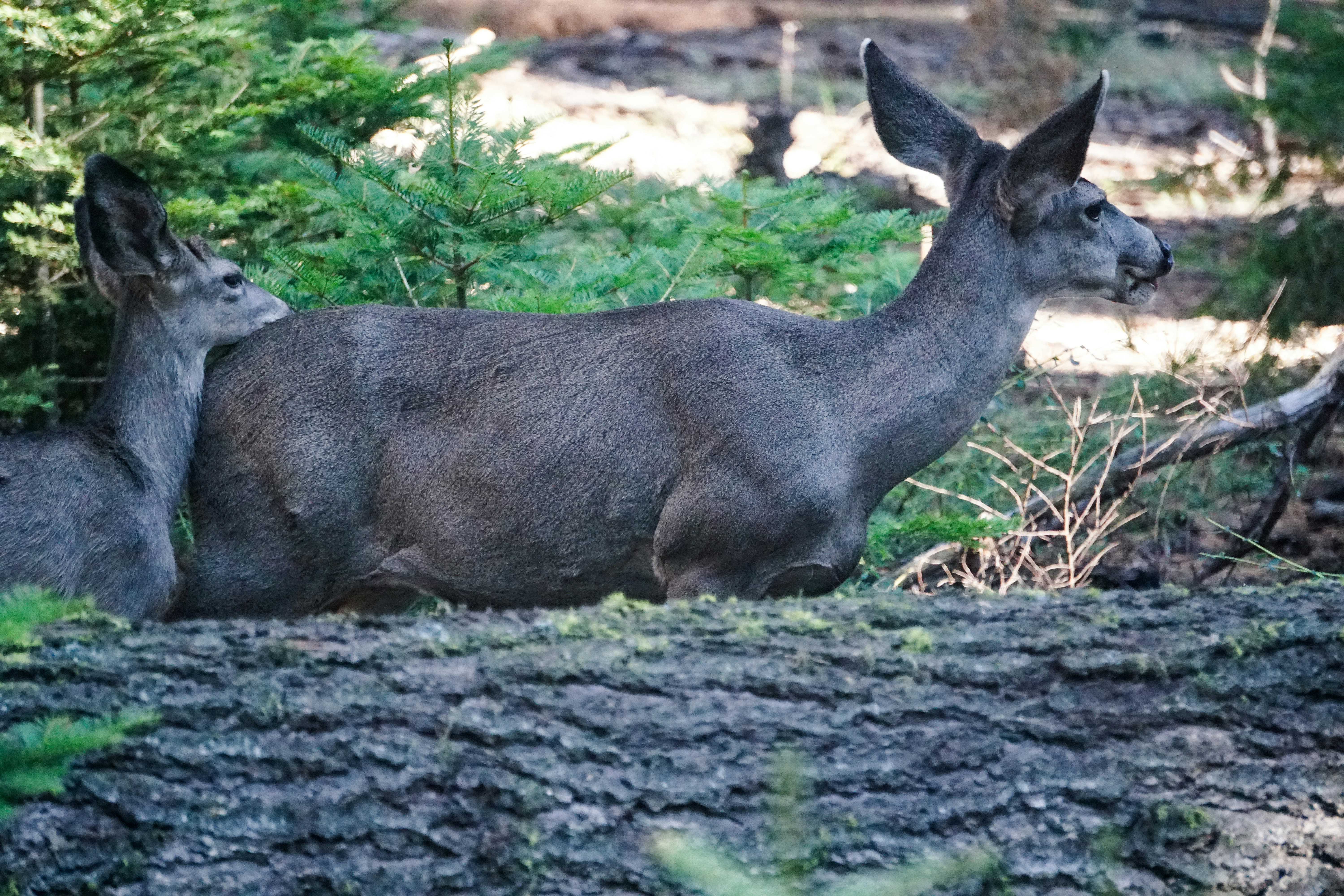 Herding Silence: A Doe and Fawn Rest Along a Stone Wall in Dappled Light