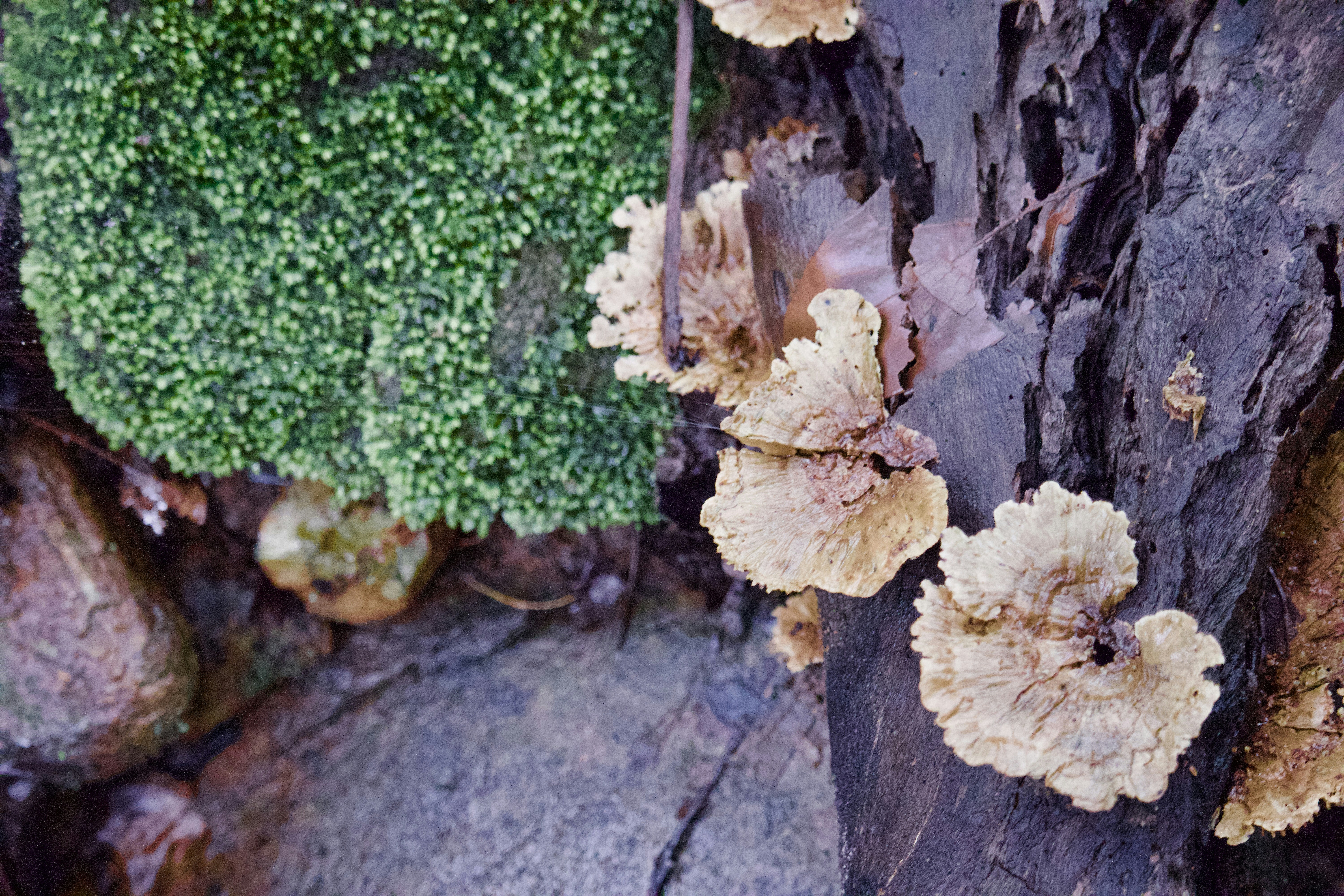Orange Shelf Fungi Nest in Moss on Weathered Bark